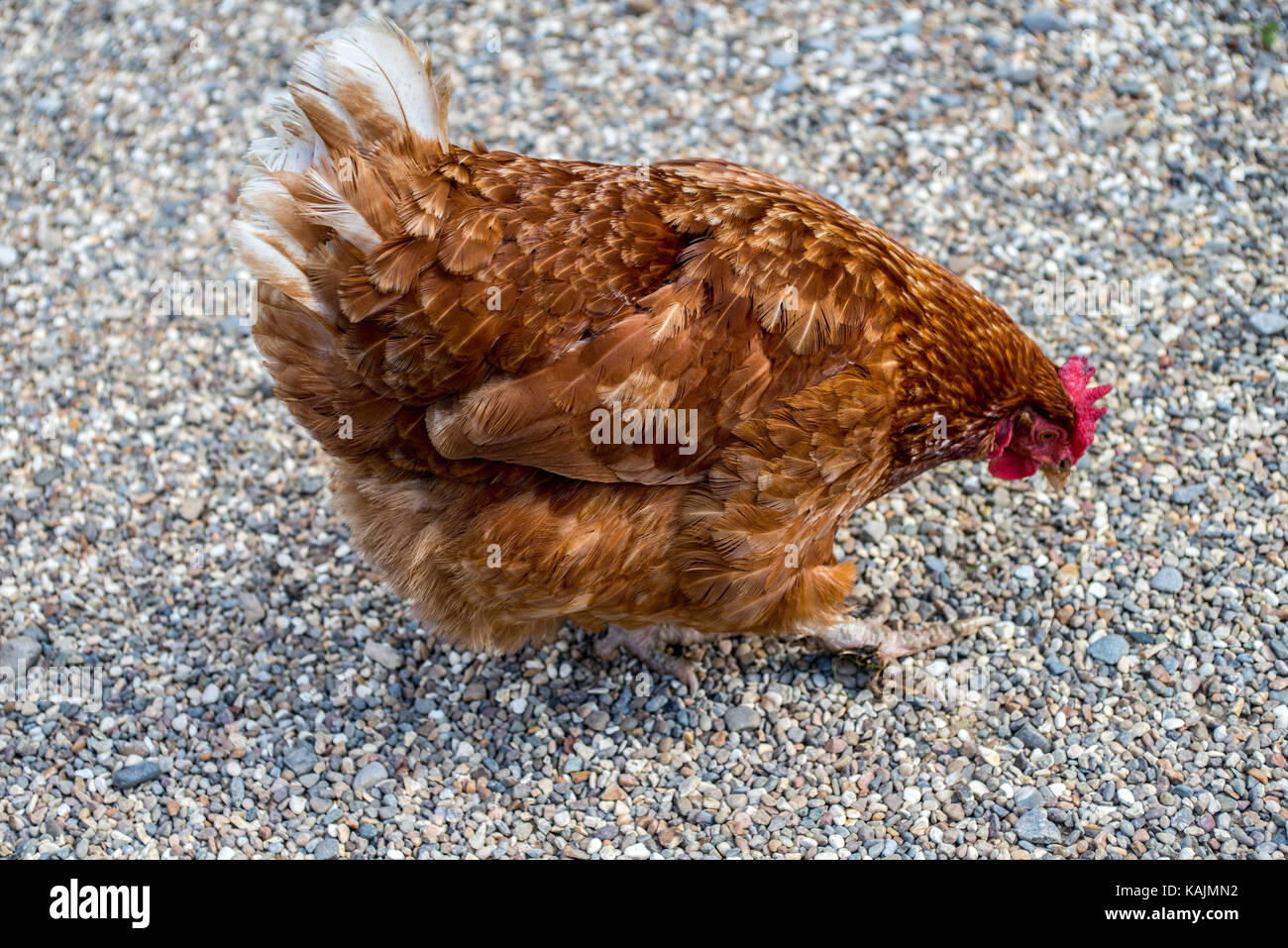 Free Range Chicken Stock Photo - Alamy