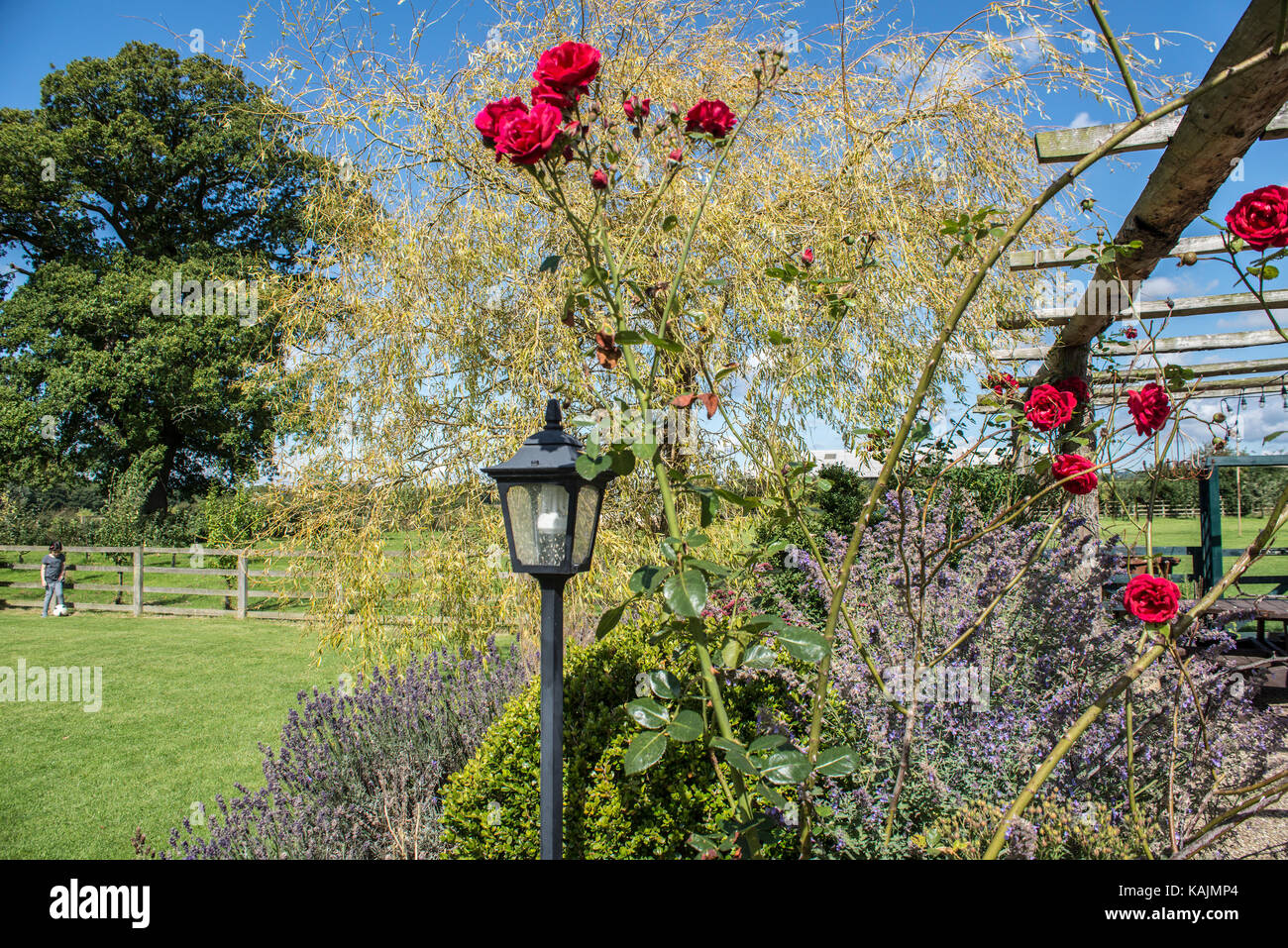 Yorkshire roses hi-res stock photography and images - Alamy