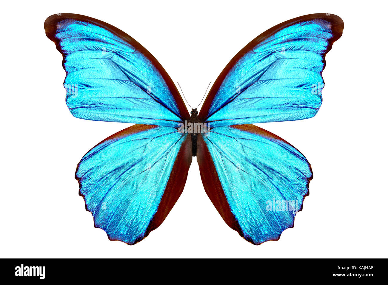 beautiful butterfly isolated on a white Stock Photo - Alamy