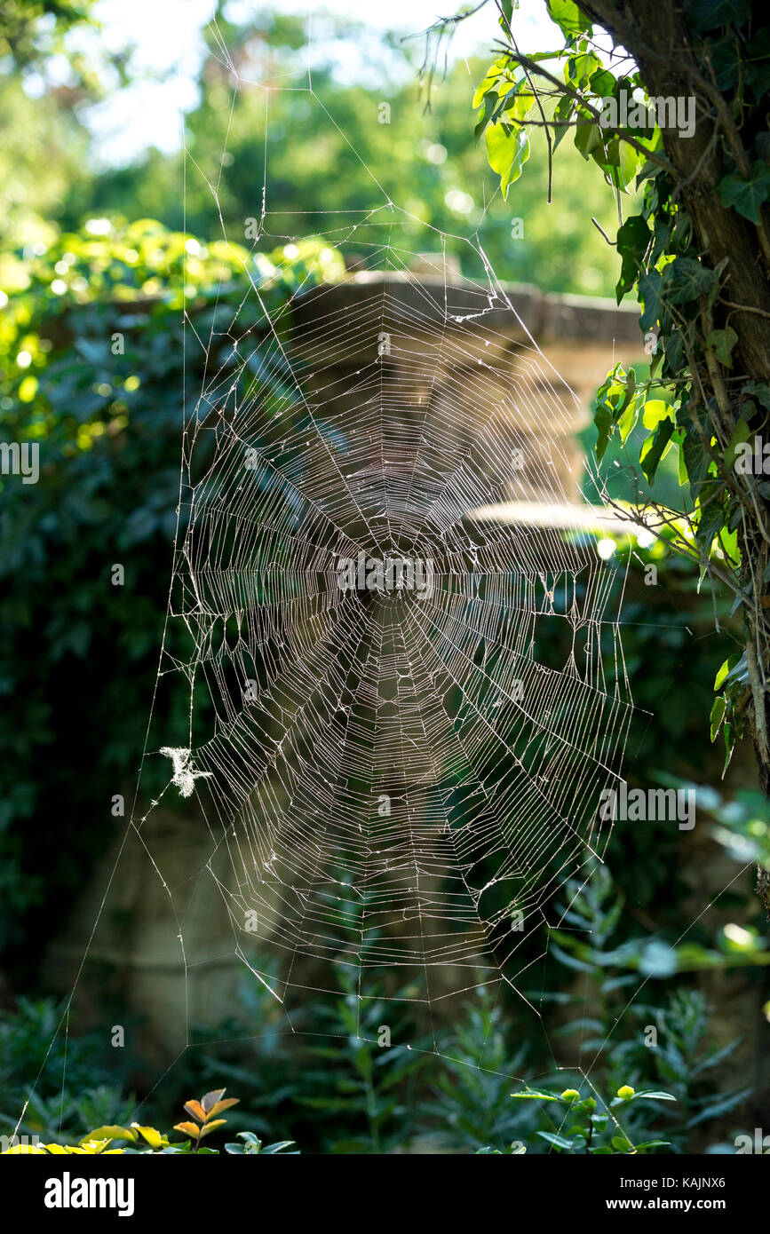 Big spider web cobweb on the tree closeup background Stock Photo - Alamy