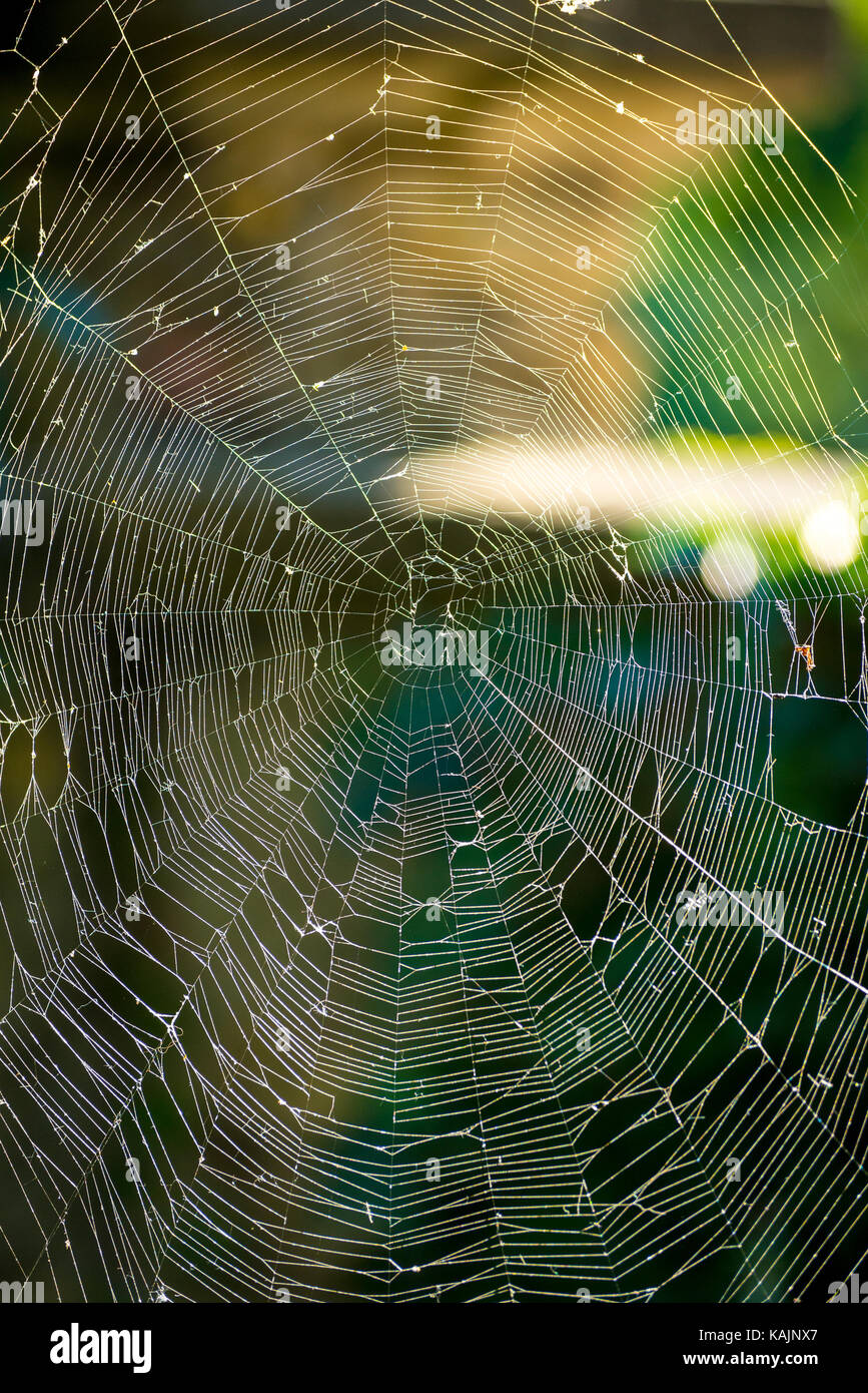 Big spider web cobweb on the tree closeup background Stock Photo - Alamy