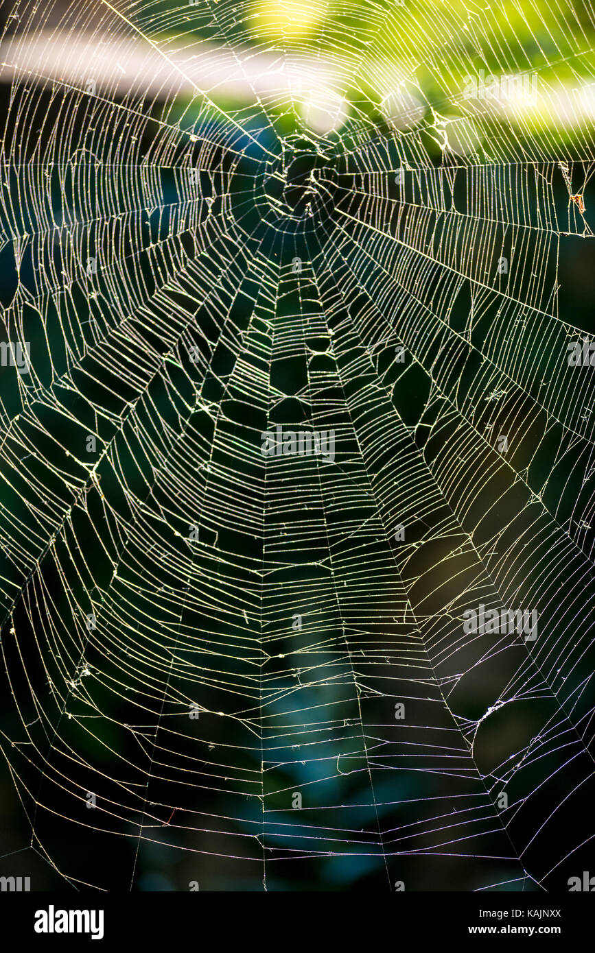 Big spider web cobweb on the tree closeup background Stock Photo - Alamy