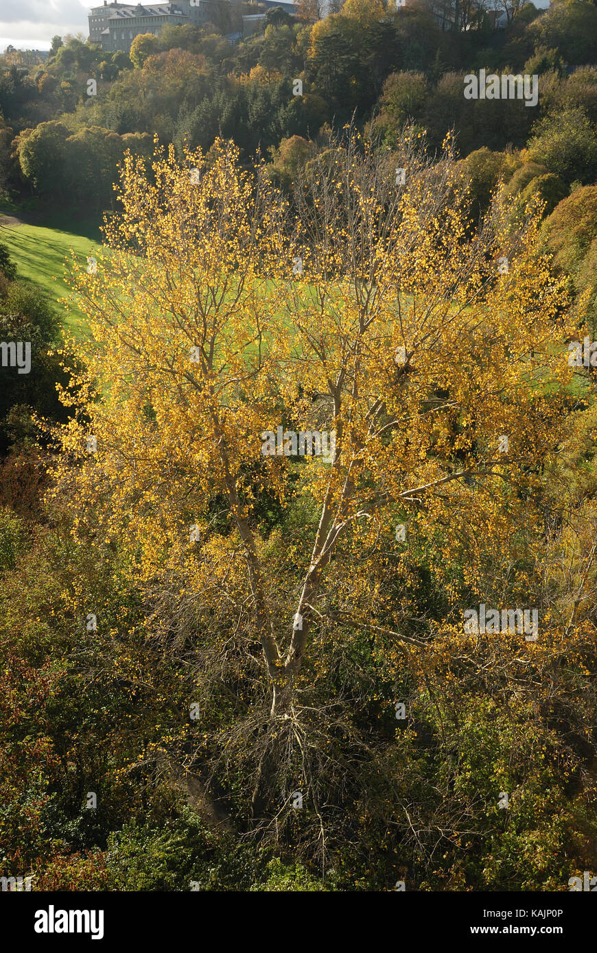 Tree in autumn colours Stock Photo - Alamy