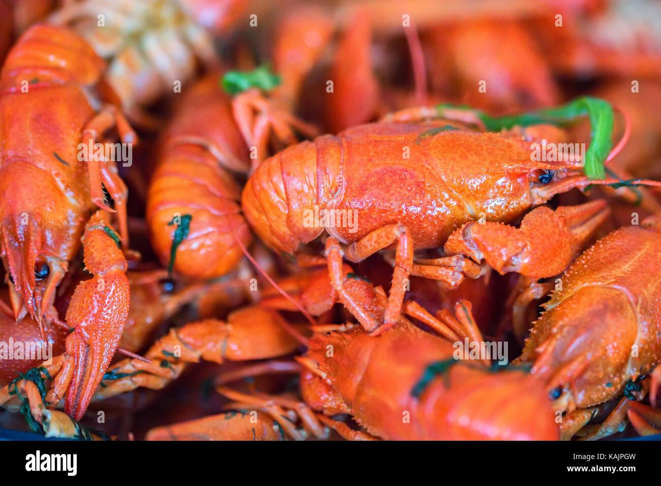 Crayfish cooked with salt and dill Stock Photo - Alamy