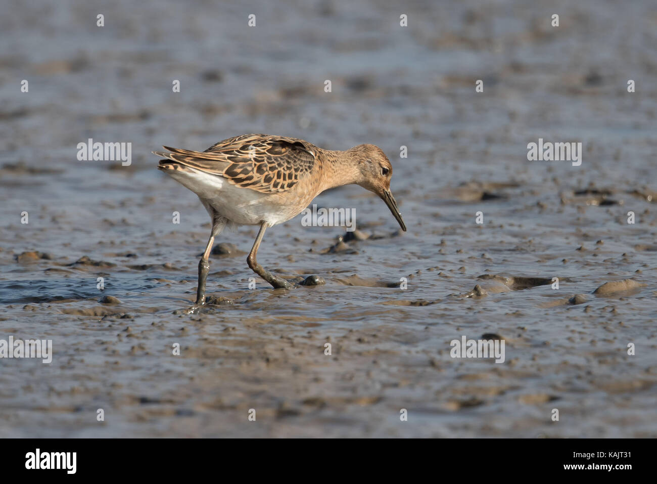 Ruff, a wading bird Stock Photo - Alamy