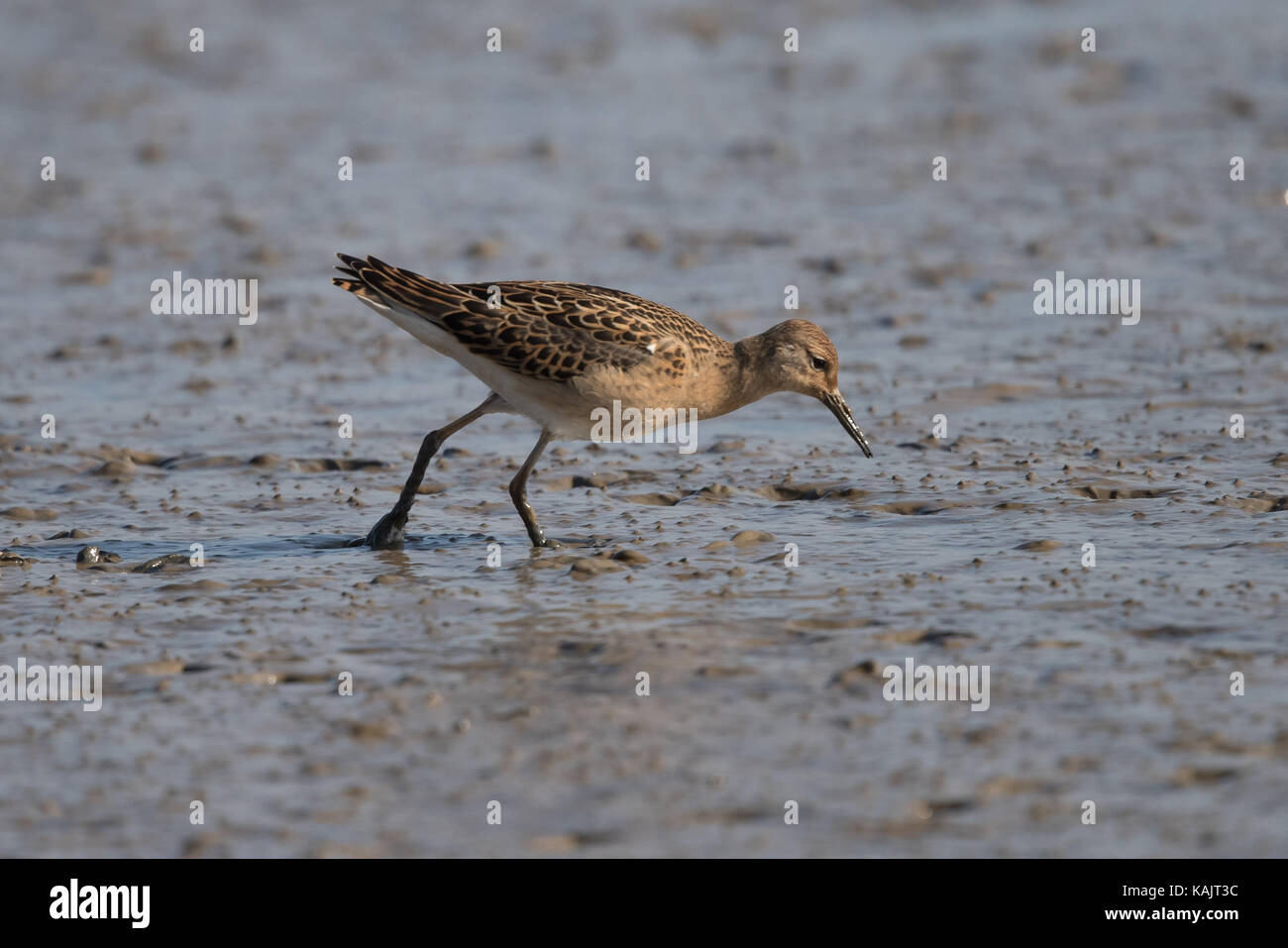 Ruff, a wading bird Stock Photo - Alamy