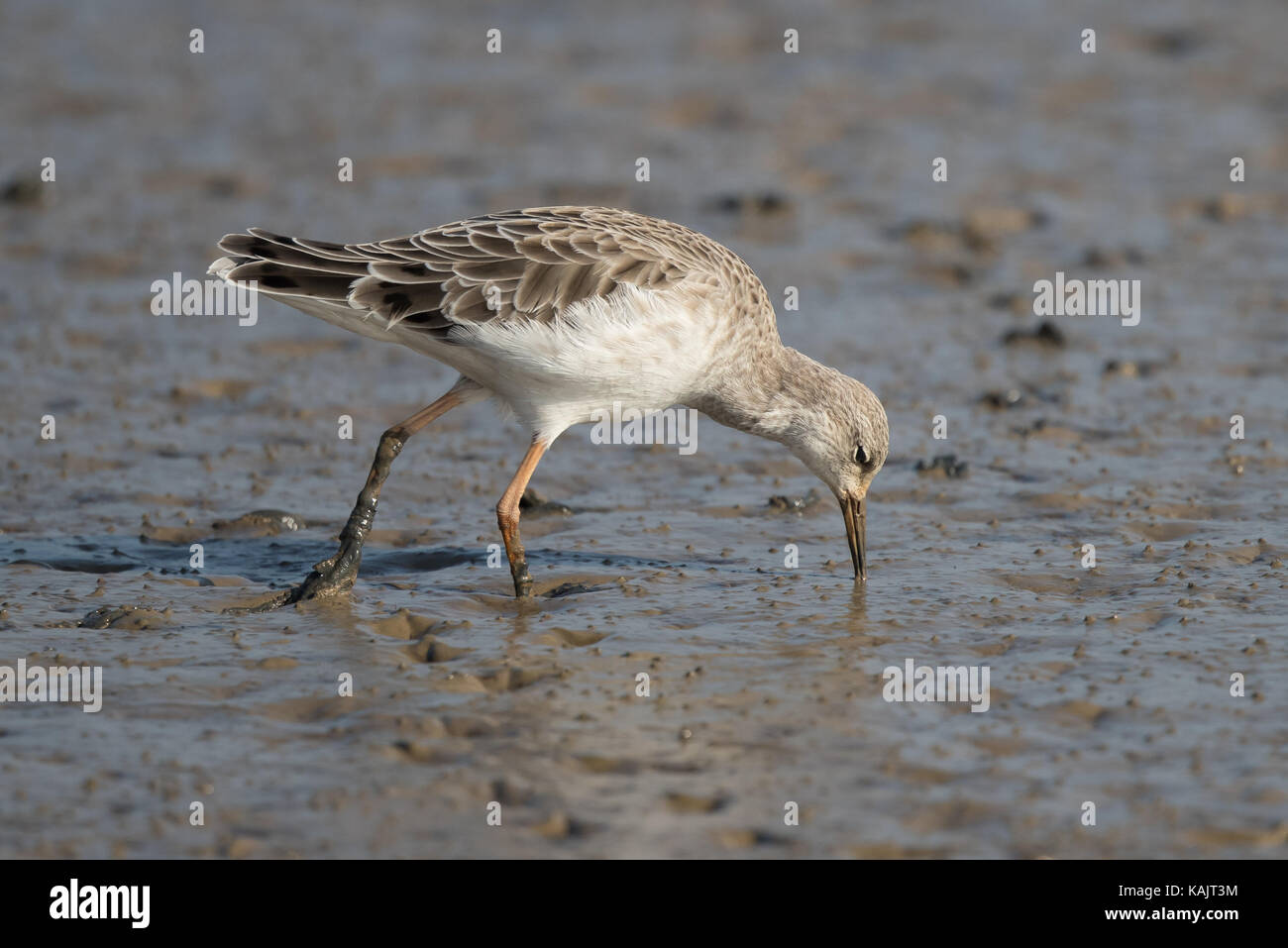 Ruff, a wading bird Stock Photo - Alamy