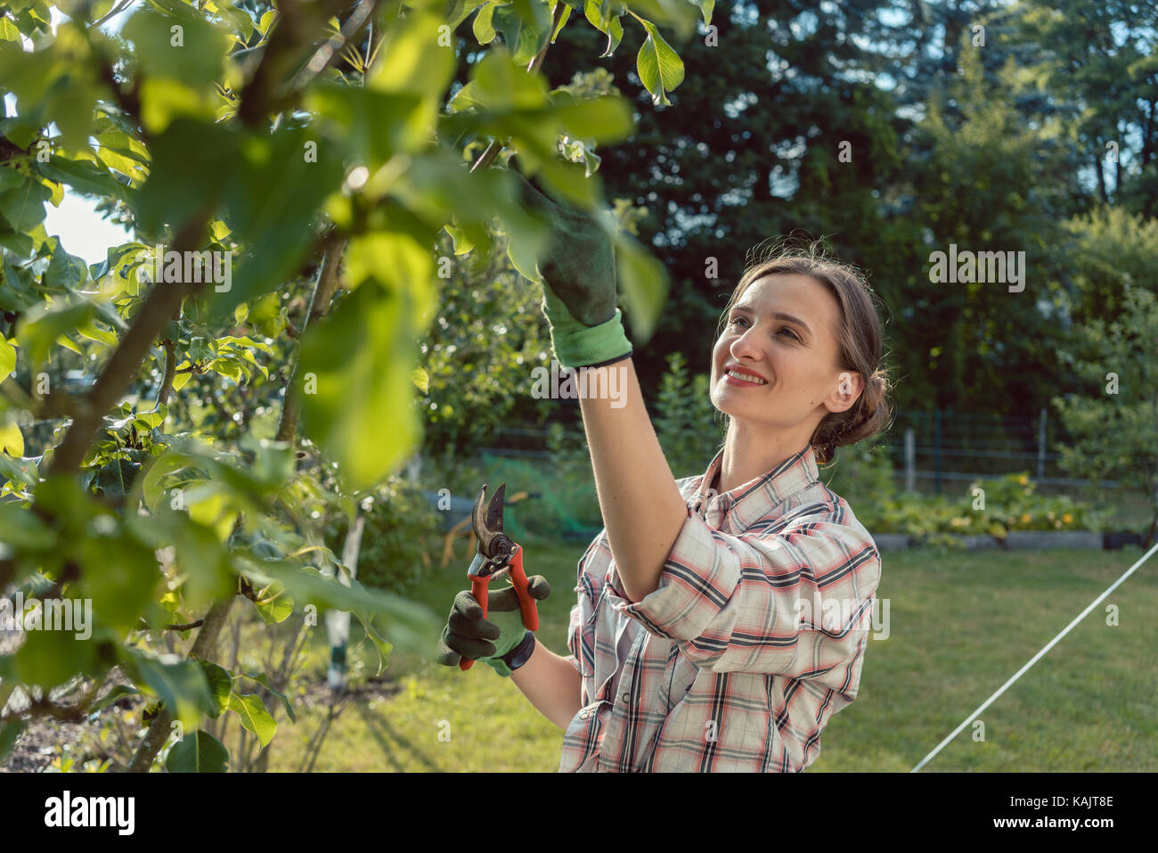 Woman in garden outdoors checking fruit tree Stock Photo - Alamy