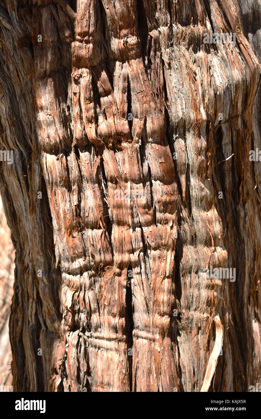 Wood, bark and tree textures. Big Bear, California Stock Photo - Alamy