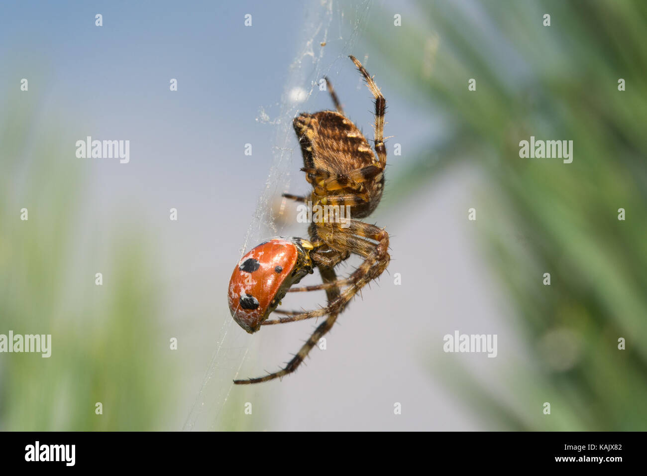 Garden spider (or cross spider, Araneus diadematus) feeding on a ...