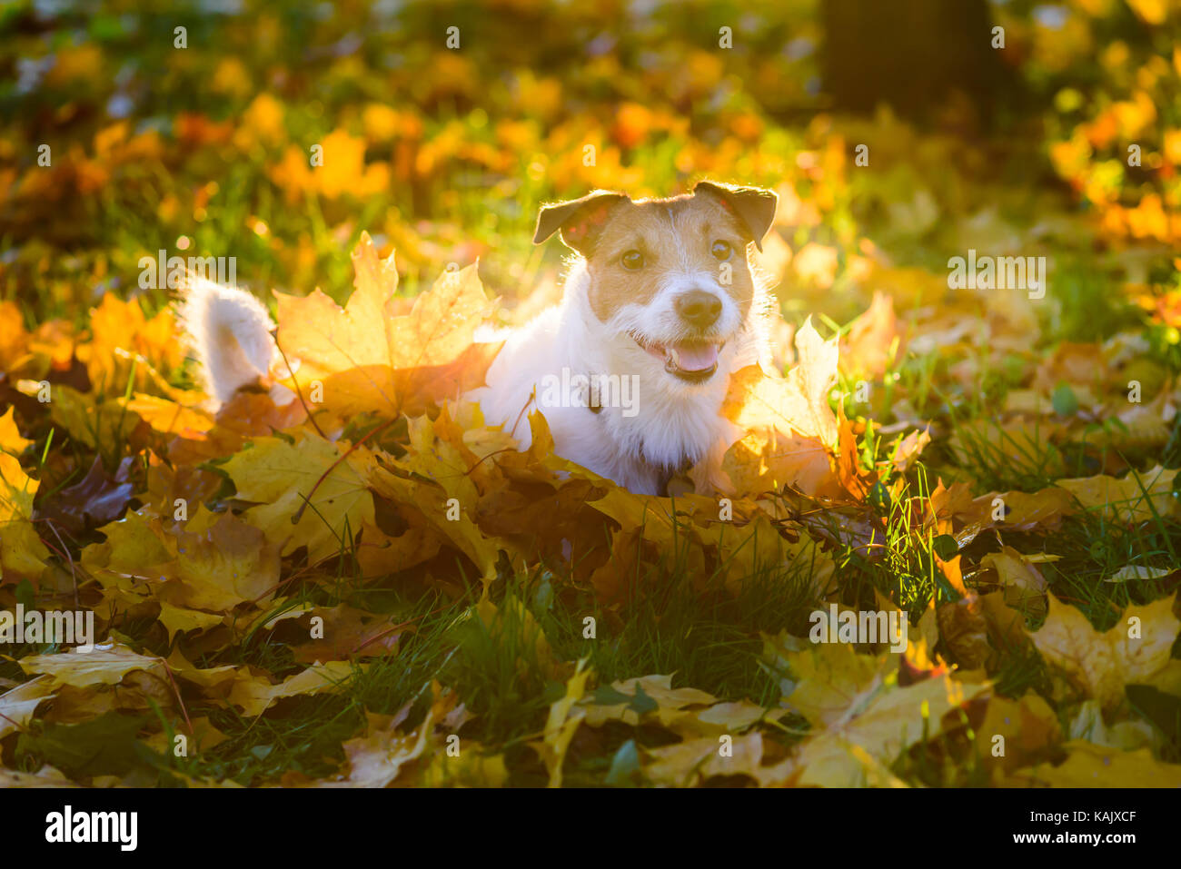 Dog lying down on fall leaves in beautiful backlight spot Stock Photo ...
