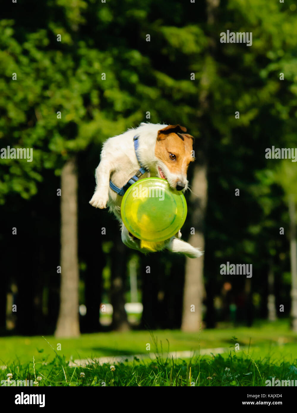 Jack Russell Terrier jumping with flying disk (grouped jump Stock Photo ...