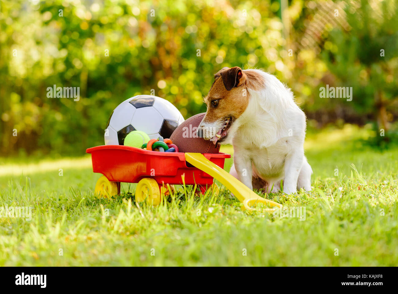 Happy dog at colorful garden with harvest of balls in barrow Stock ...