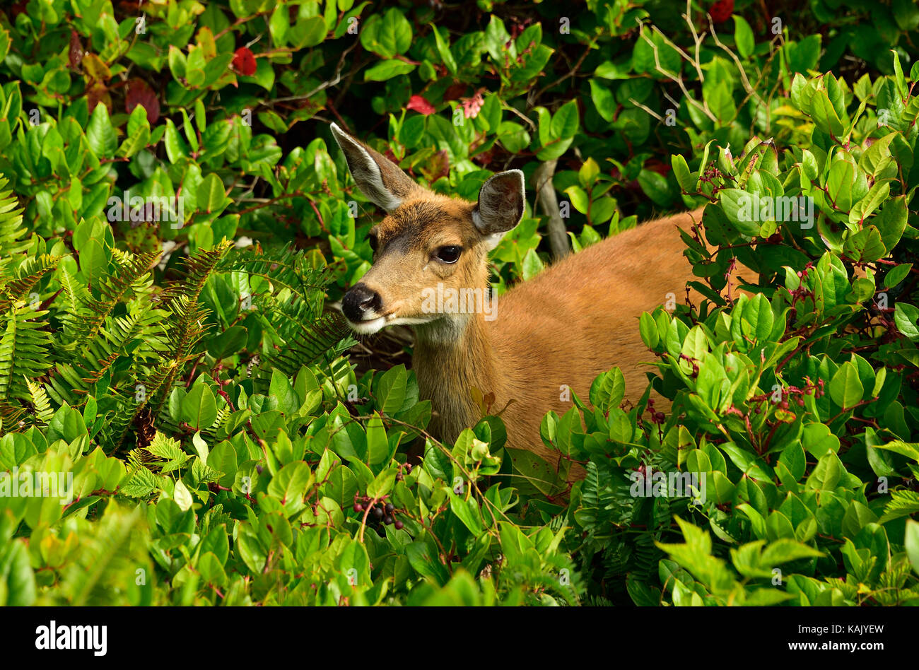 Odocoileus hemionus british columbia hi-res stock photography and ...