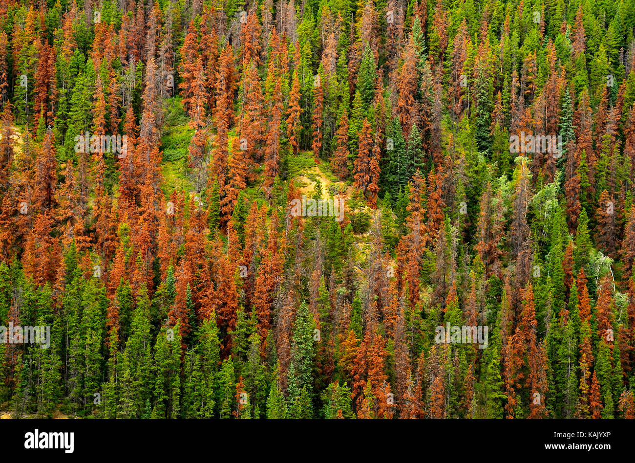 Red pine trees on a mountain side, killed by the pine beetle ...