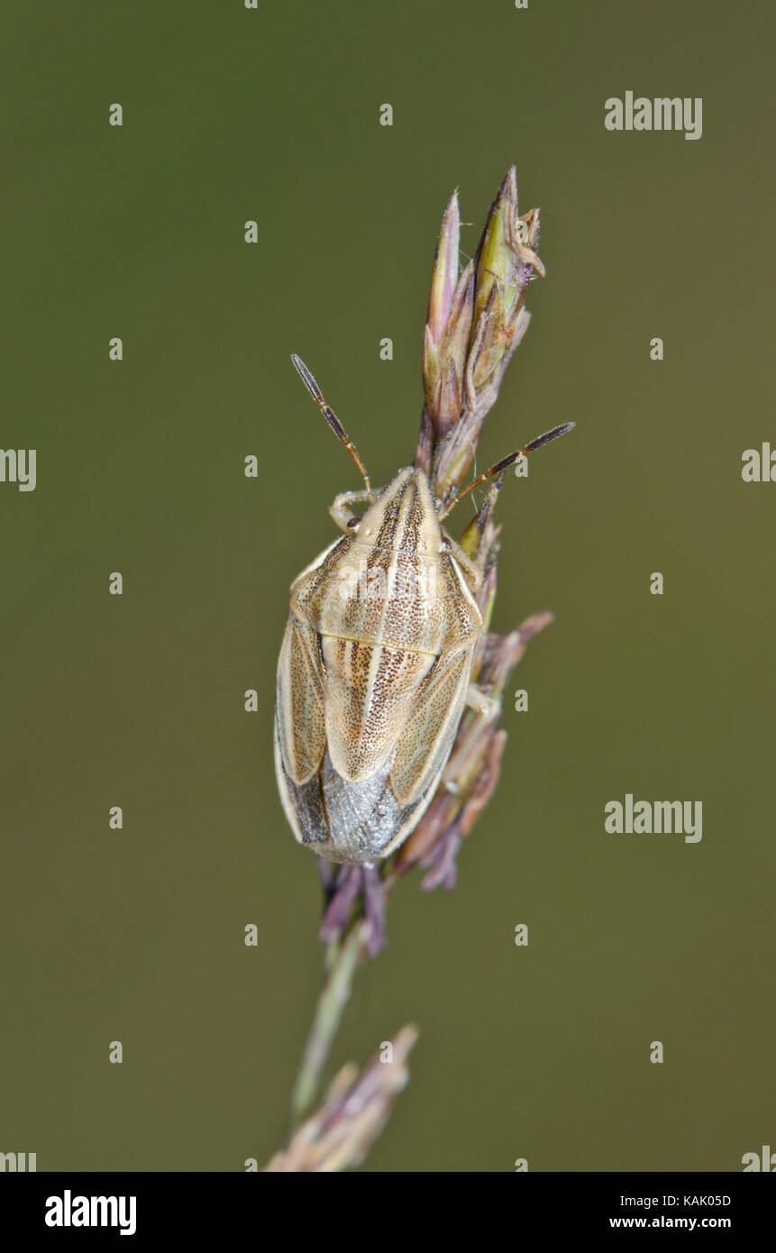 Bishop's Mitre Shieldbug (Aelia acuminata) at rest. Stink bug. Sussex ...