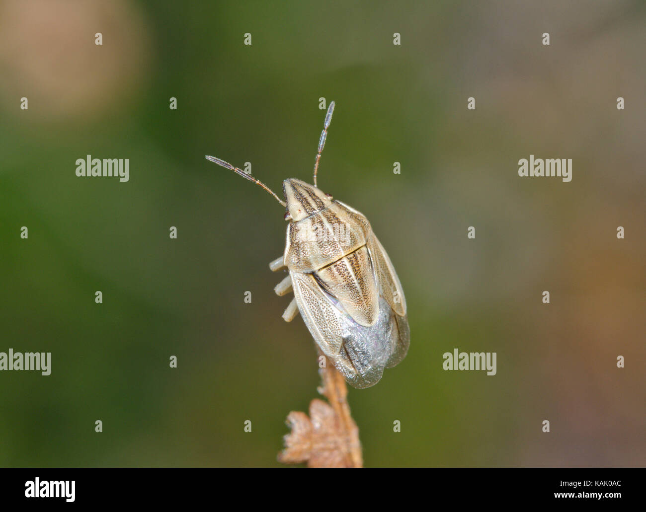 Bishop's Mitre Shieldbug (Aelia acuminata) Taking Off 2 of 5. Shield ...