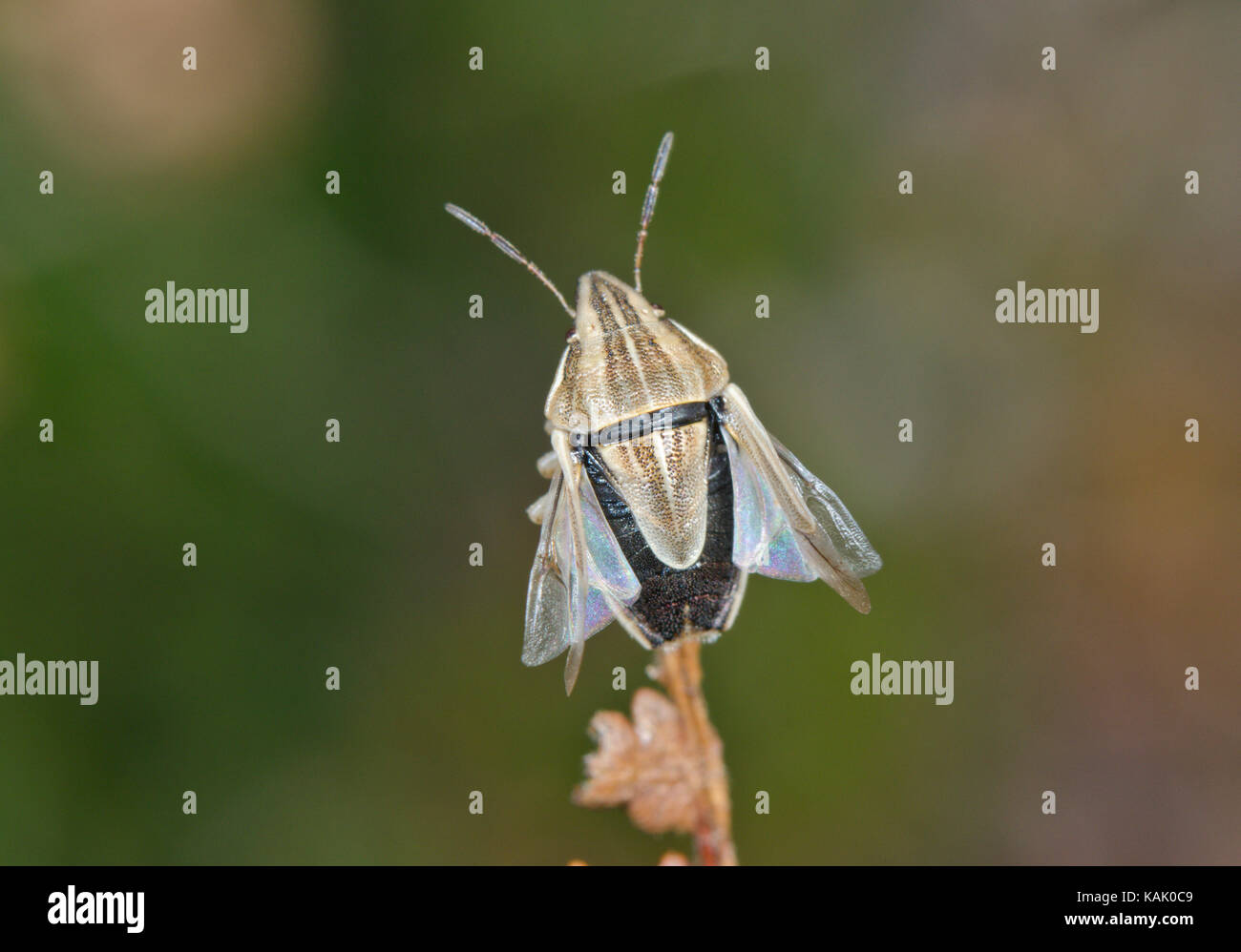 Bishop's Mitre Shieldbug (Aelia acuminata) Taking Off 5 of 5. Stink Bug ...