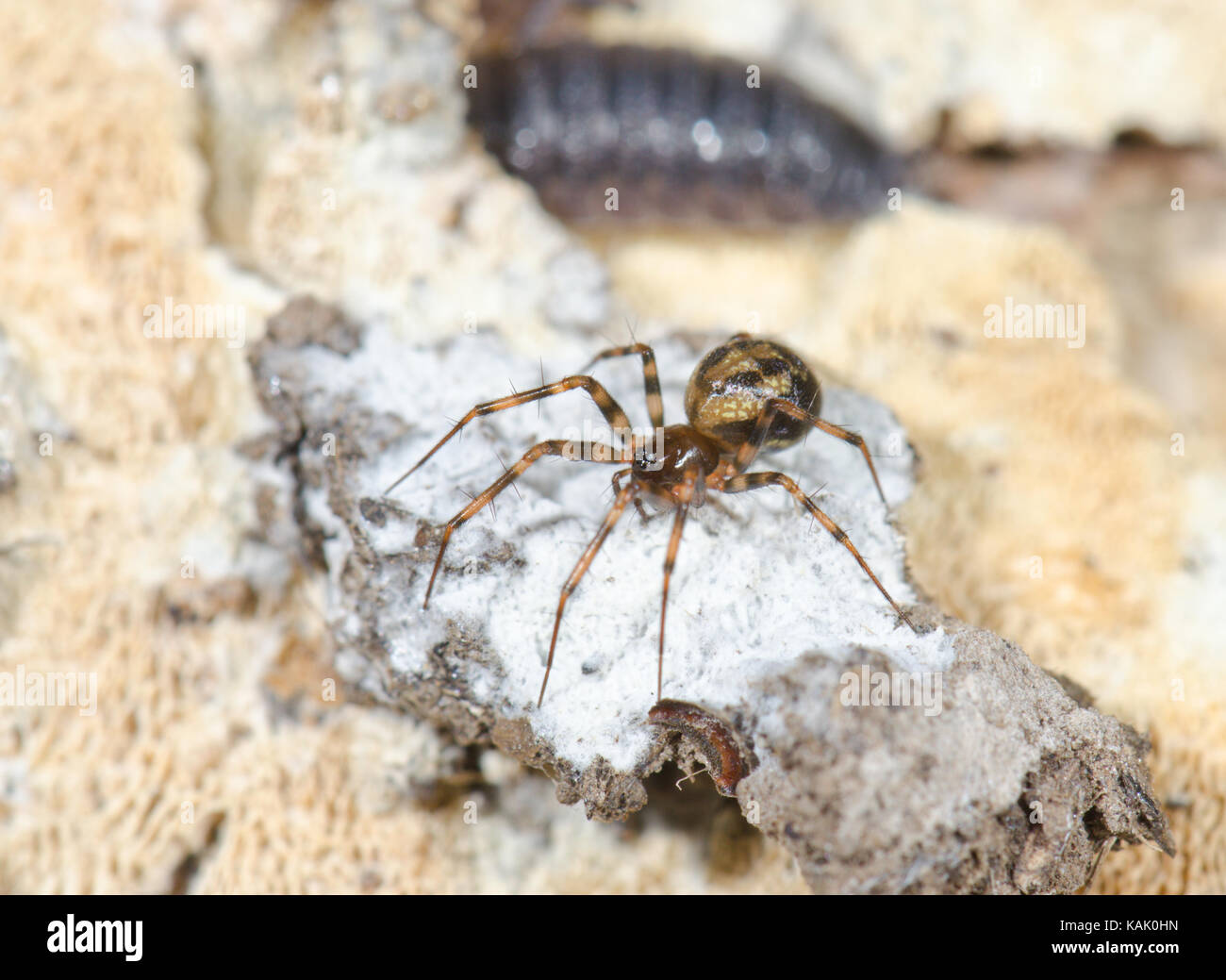 Female Liniphiid Spider (Lepthyphantes minutus Stock Photo - Alamy