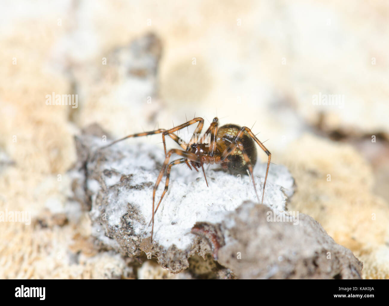 Female Liniphiid Spider (Lepthyphantes minutus) side view Stock Photo ...