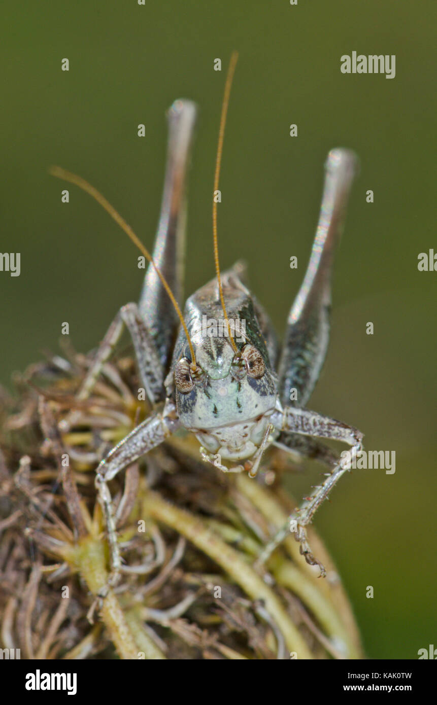 Grey Bush Cricket (Platycleis albopunctata) Female Stock Photo - Alamy