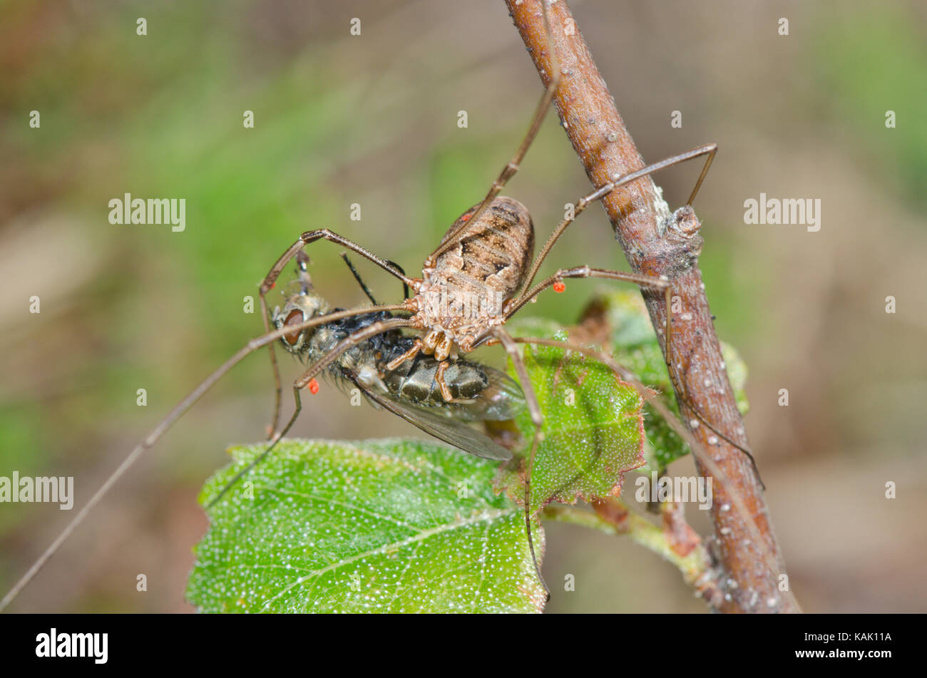 Harvestman (Mitopus morio) with Fly Prey Stock Photo - Alamy