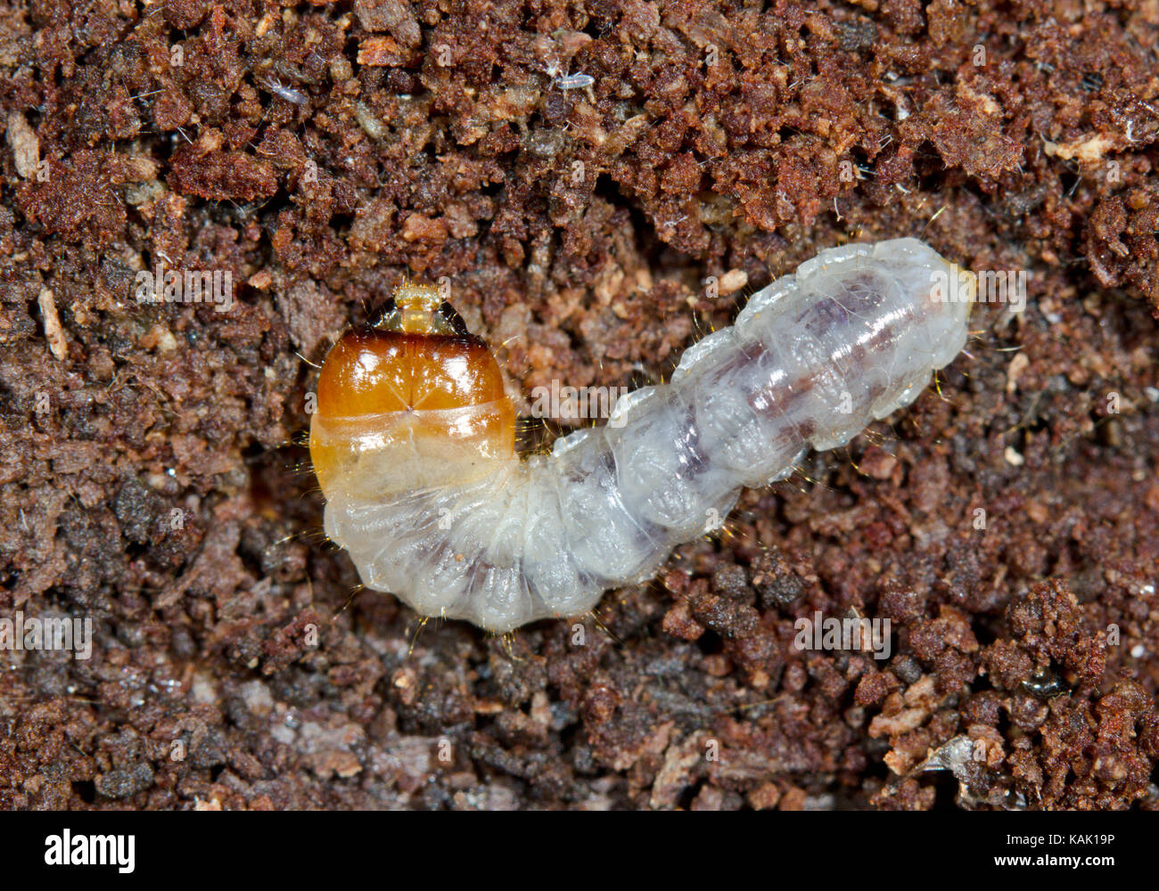 Boring beetle larvae hi-res stock photography and images - Alamy