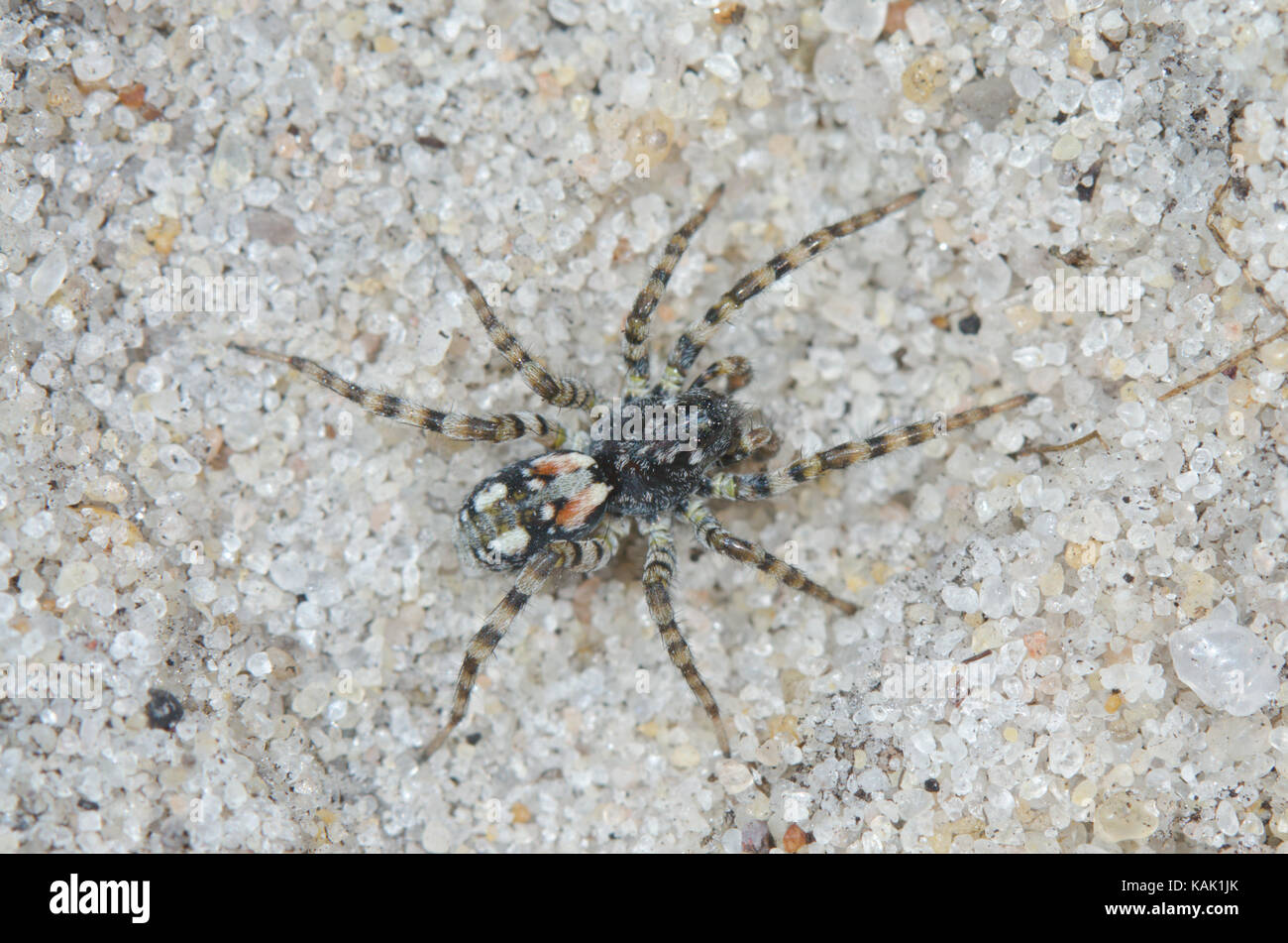 Bear spiders hi-res stock photography and images - Alamy
