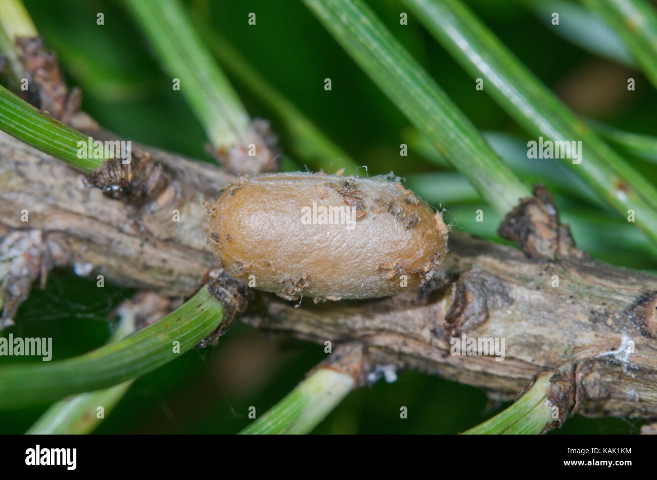 Scarce Pine Sawfly (Diprion similis) Cocoon. Sussex, UK Stock Photo - Alamy