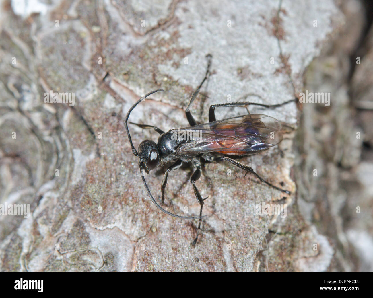 Female Spider-hunting Wasp on Pine trunk Stock Photo - Alamy