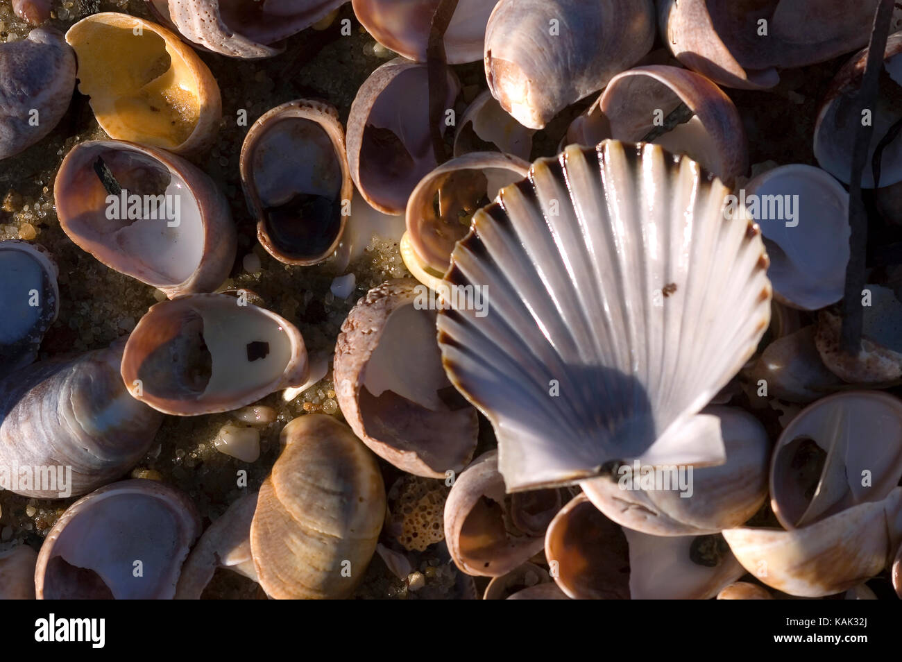 Seashells on a Nantucket Beach Stock Photo - Alamy