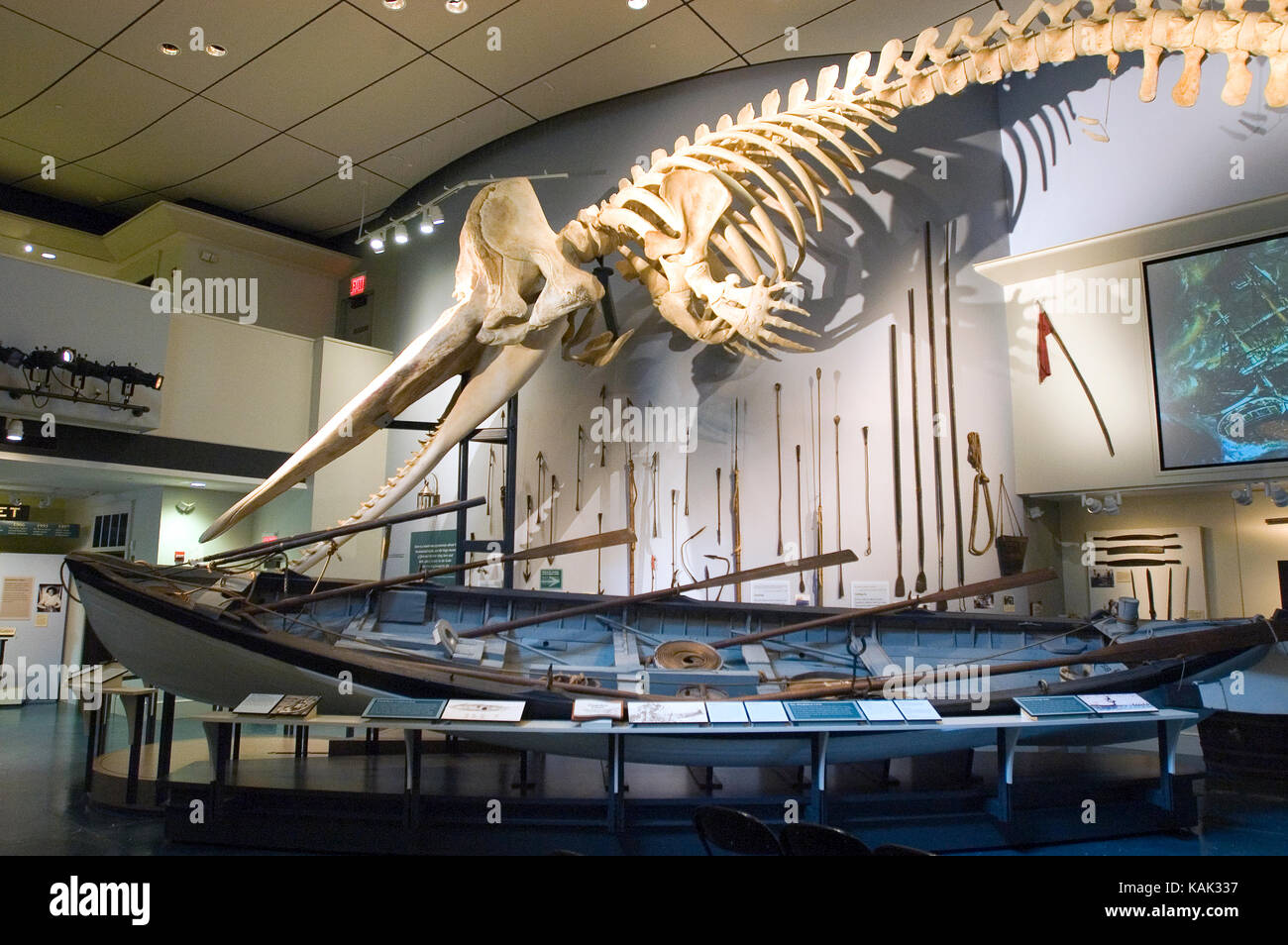 The head and jaw of a jouvenile sperm whale on display in the Nantucket ...
