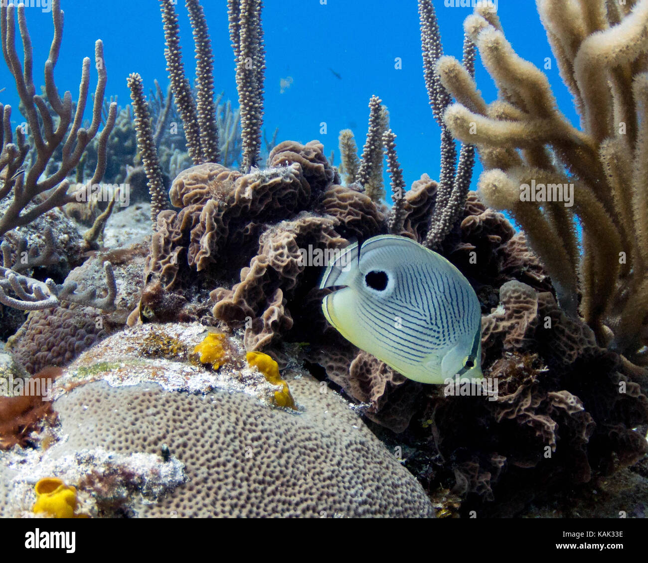 Butterfly fish hi-res stock photography and images - Alamy