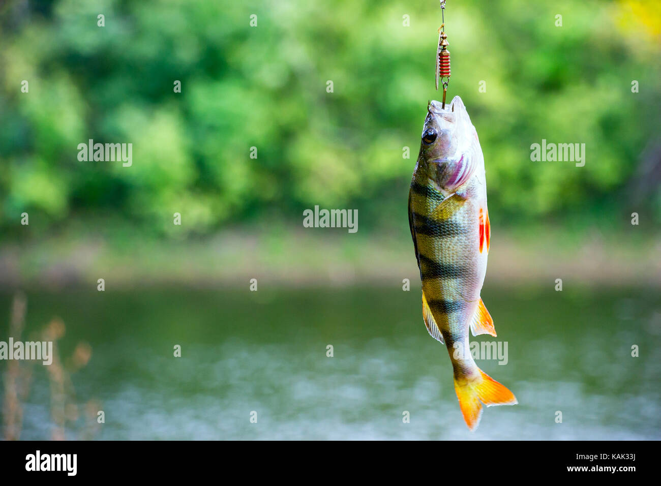 River perch on the hook Stock Photo - Alamy