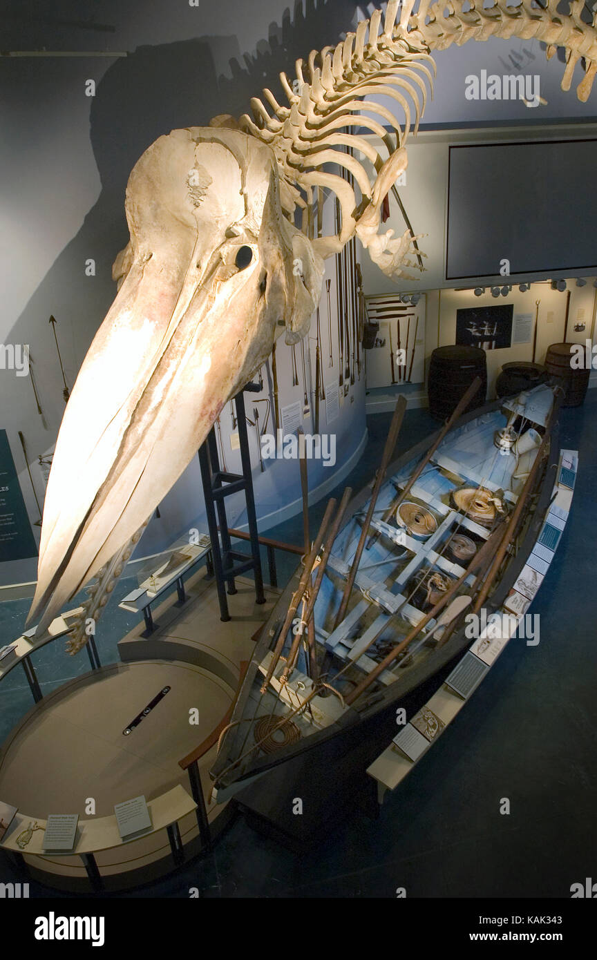 Jouvenile whale hi-res stock photography and images - Alamy
