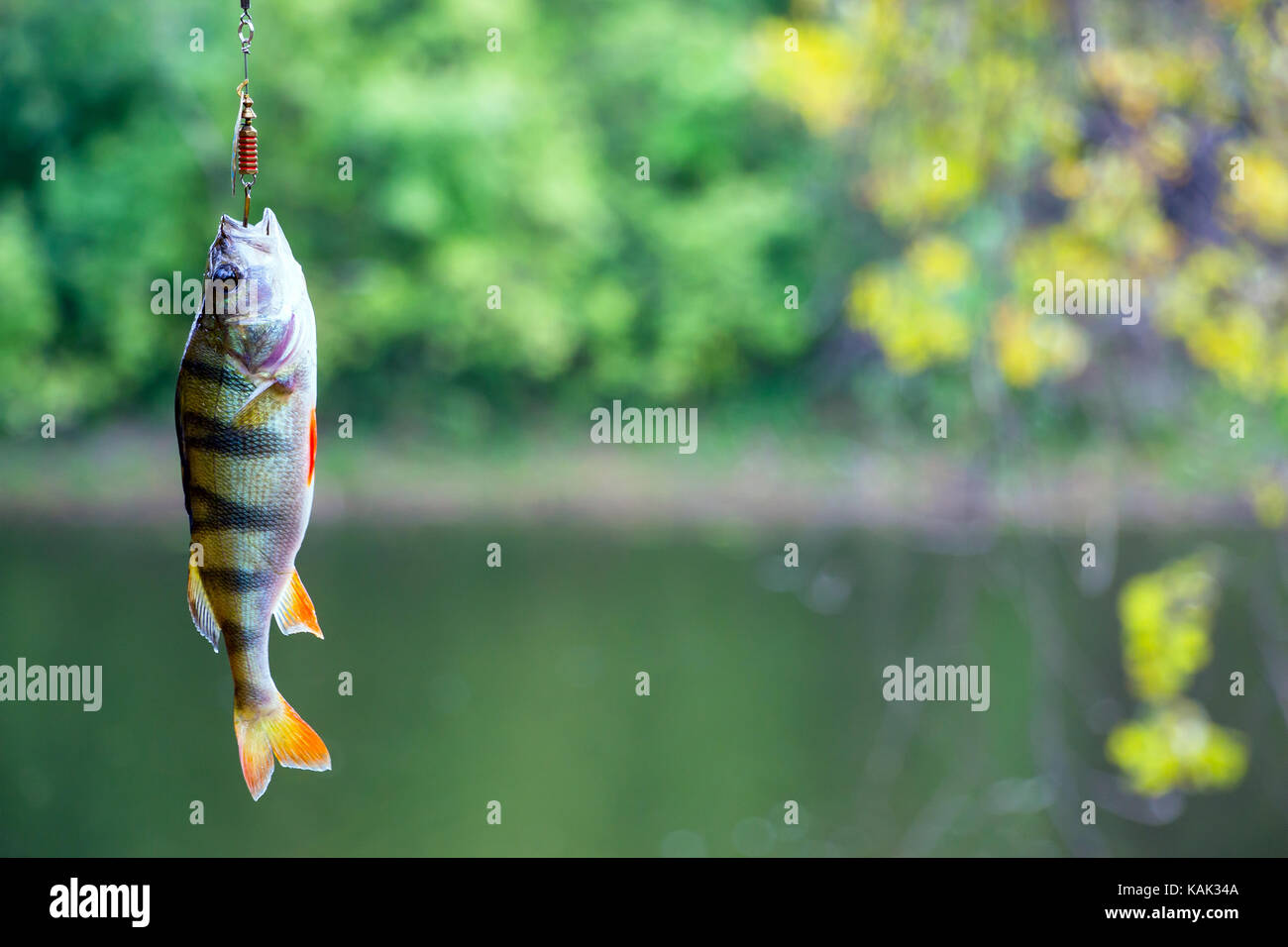 Fish maggot fishing hook hi-res stock photography and images - Alamy