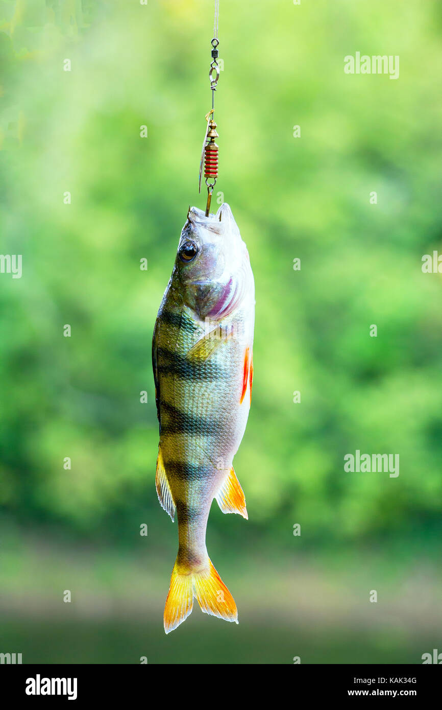 River perch on the hook Stock Photo - Alamy