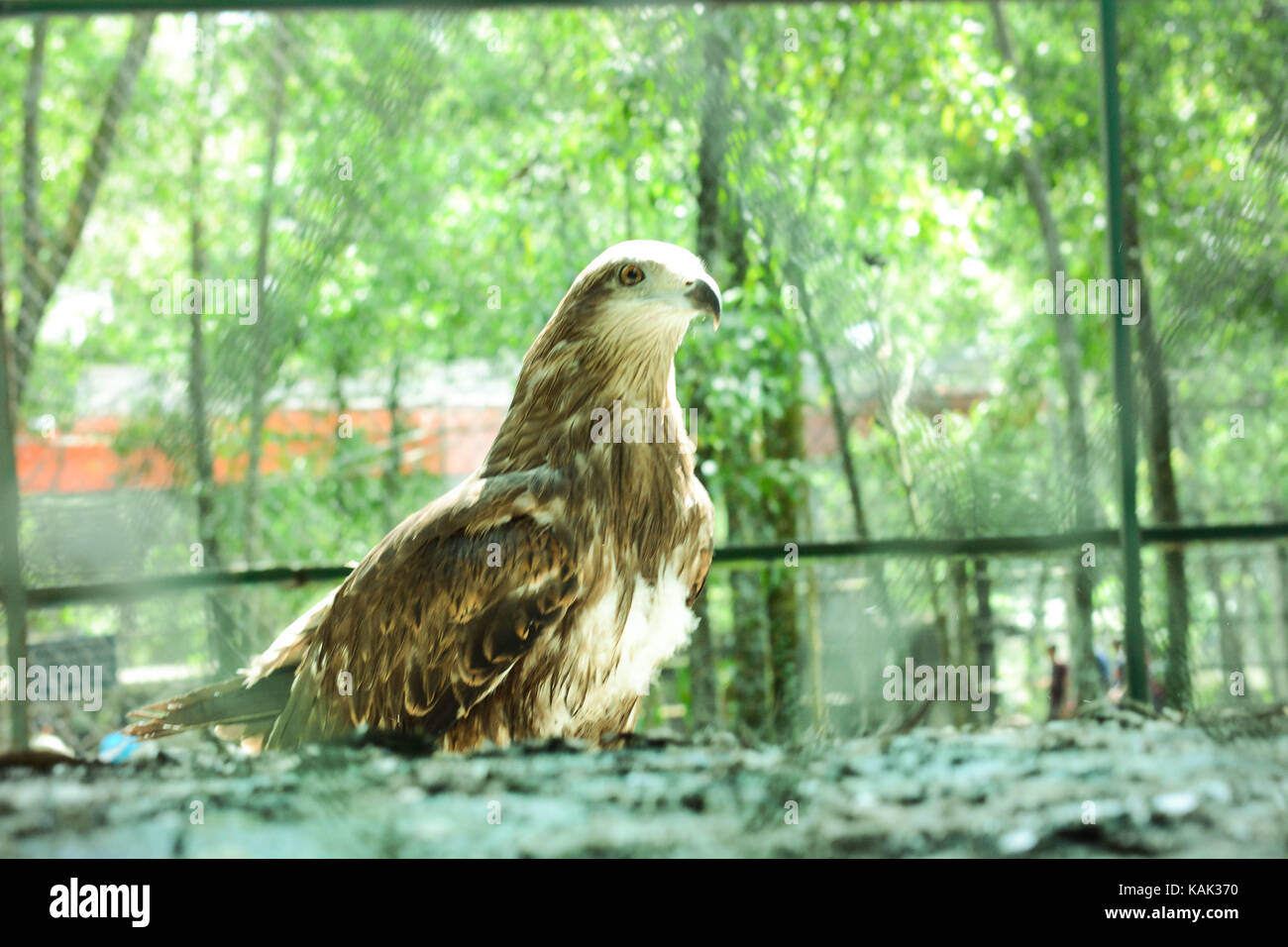 Eagle forest hi-res stock photography and images - Alamy