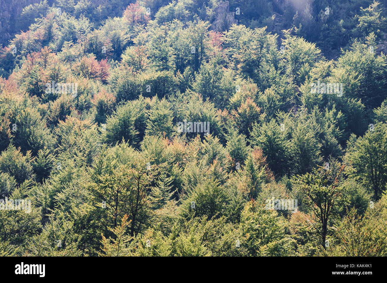 Mountainside forest hi-res stock photography and images - Alamy