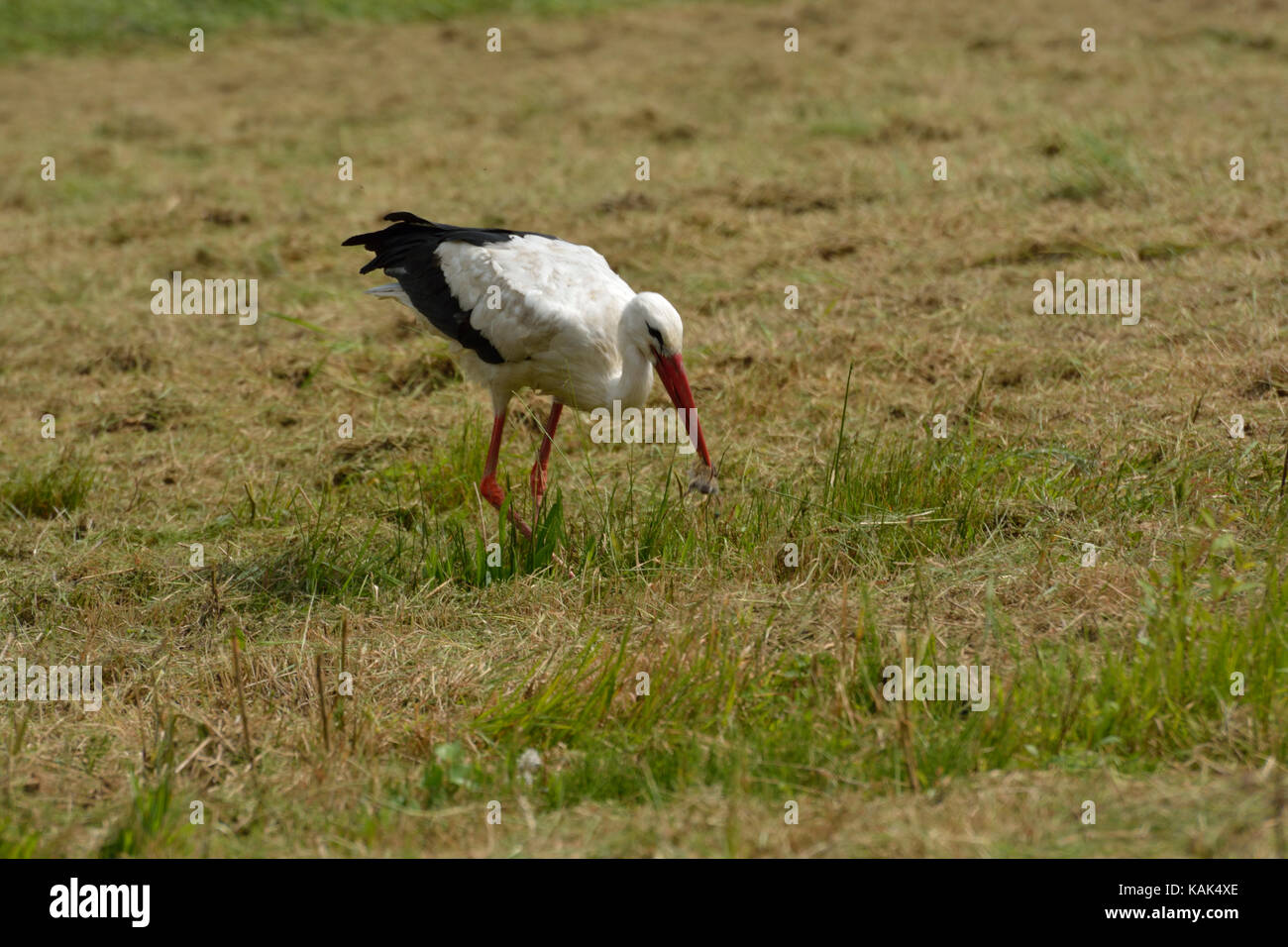 Stork with prey High Resolution Stock Photography and Images - Alamy