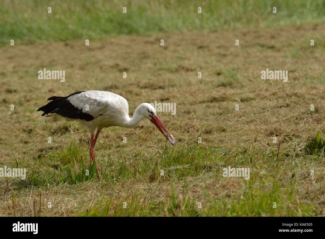stork with prey on the meadow Stock Photo - Alamy