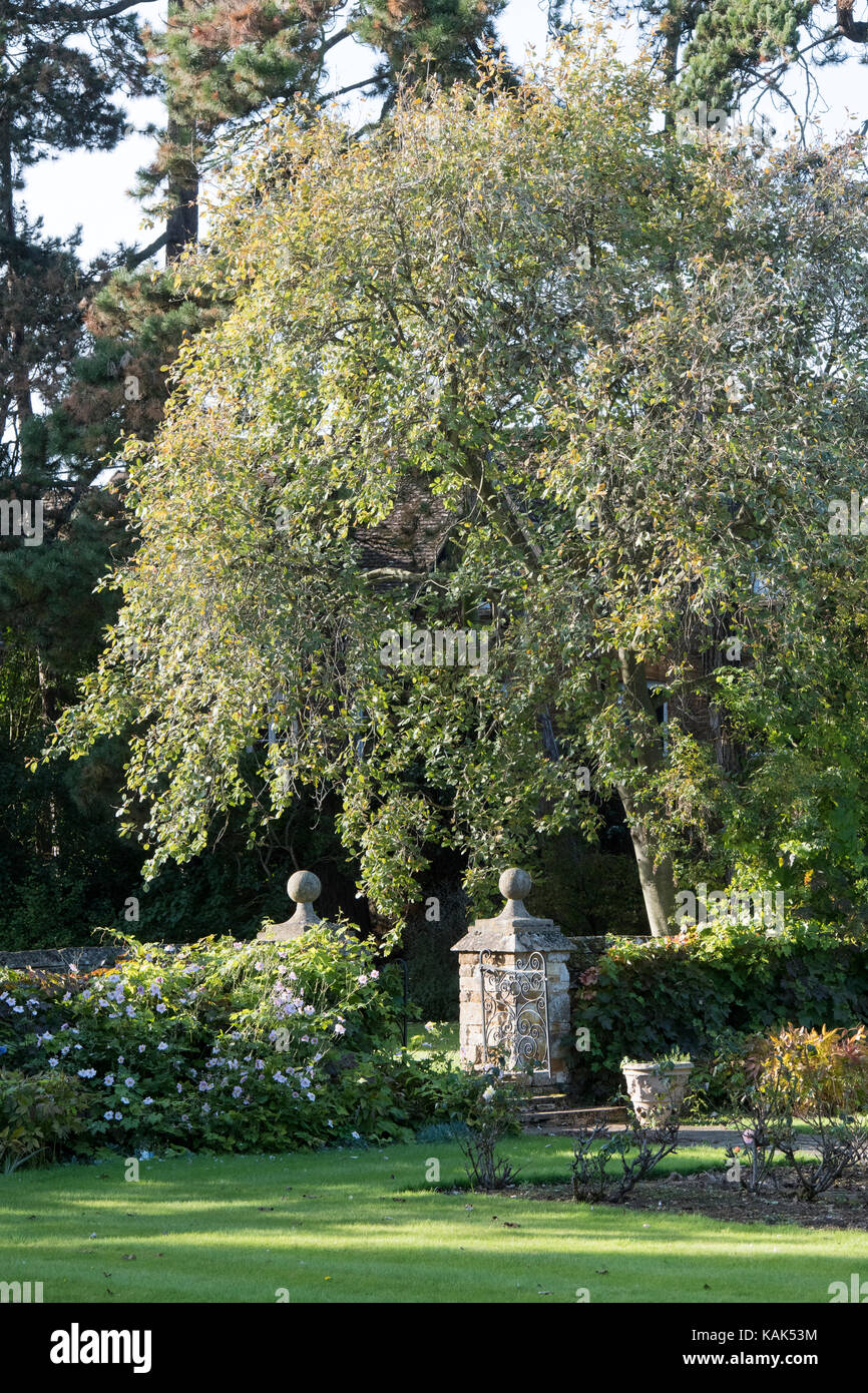 Castle house garden in the autumn. Deddington, Oxfordshire, England ...