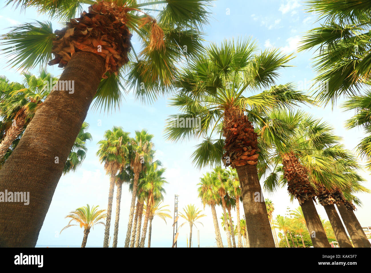 Palm tree sky blue beach hi-res stock photography and images - Alamy