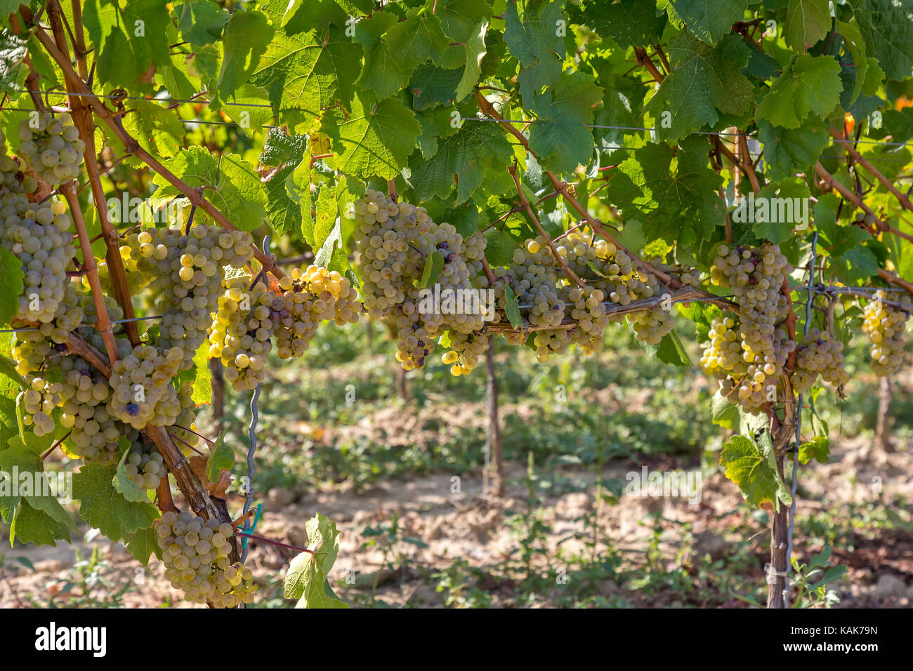 Close up of white grape fruit (welschriesling Stock Photo - Alamy