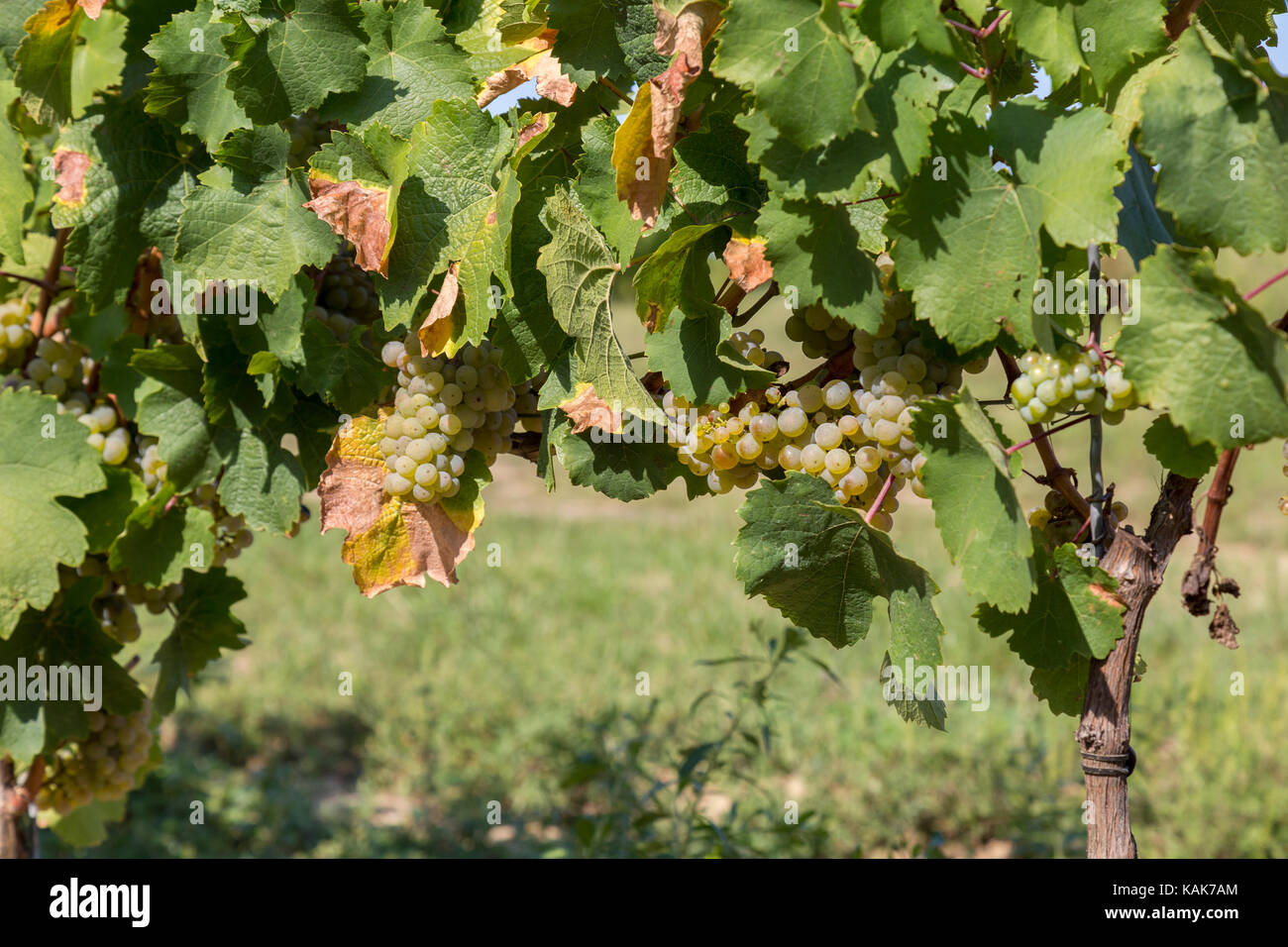 Close up of white grape fruit (welschriesling Stock Photo - Alamy