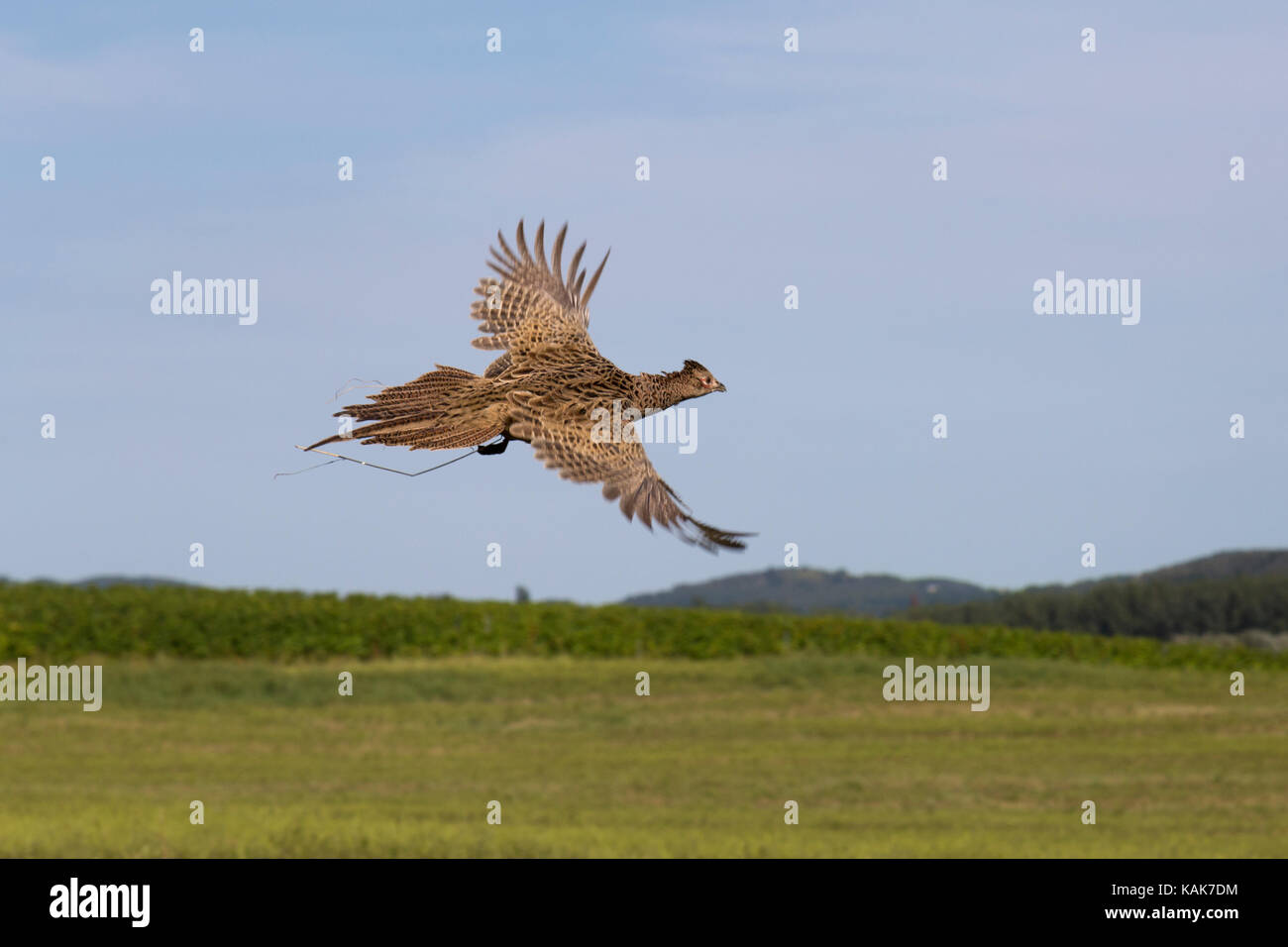 Pheasant flying hi-res stock photography and images - Alamy