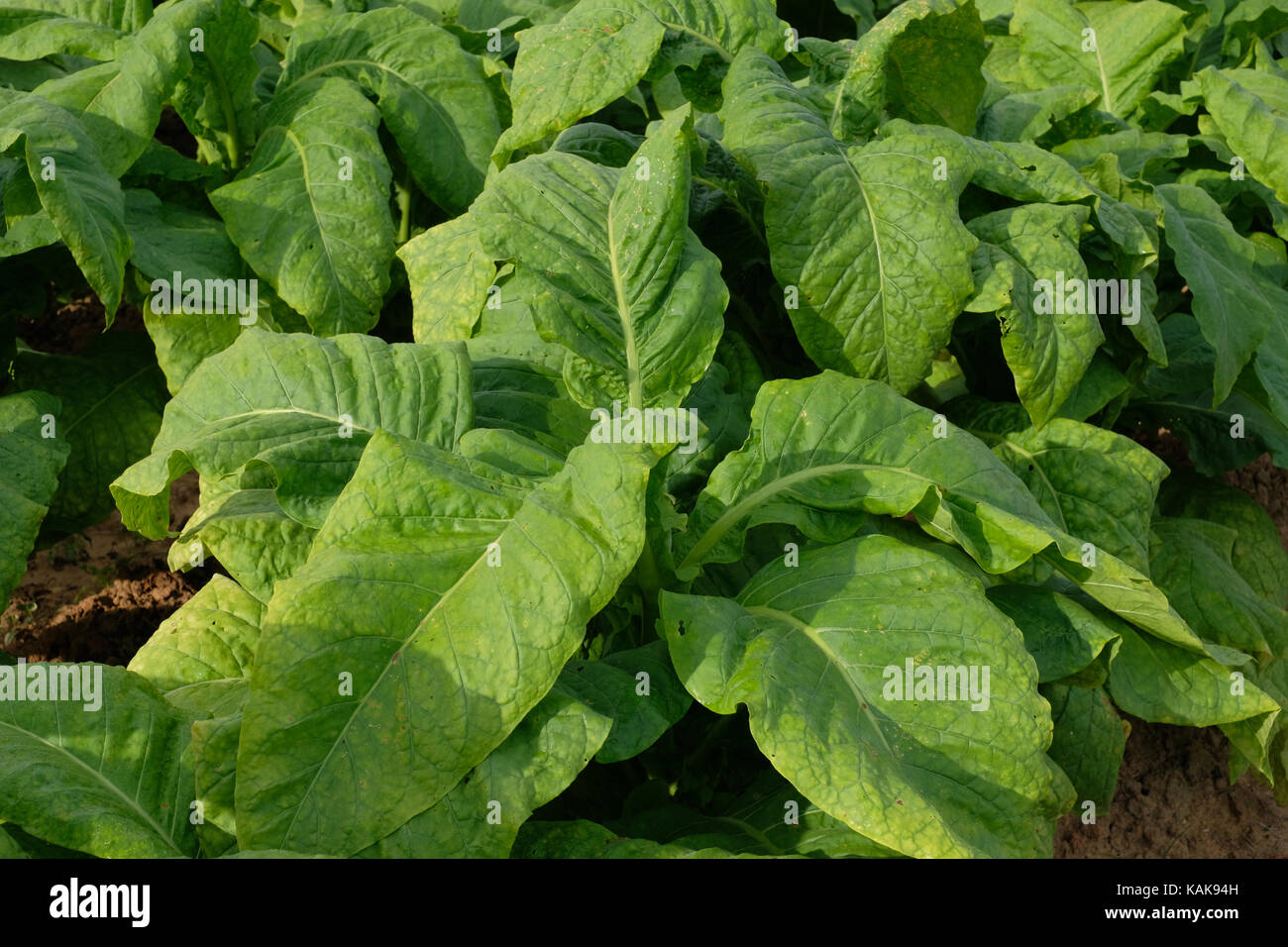 Tobacco crop hi-res stock photography and images - Alamy