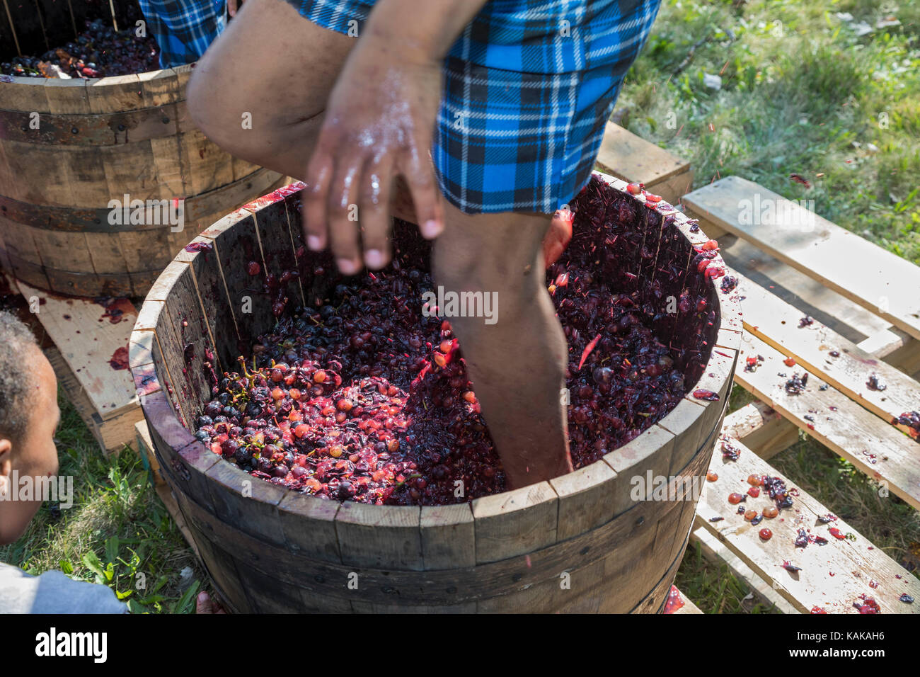 Grape stomping hi-res stock photography and images - Alamy