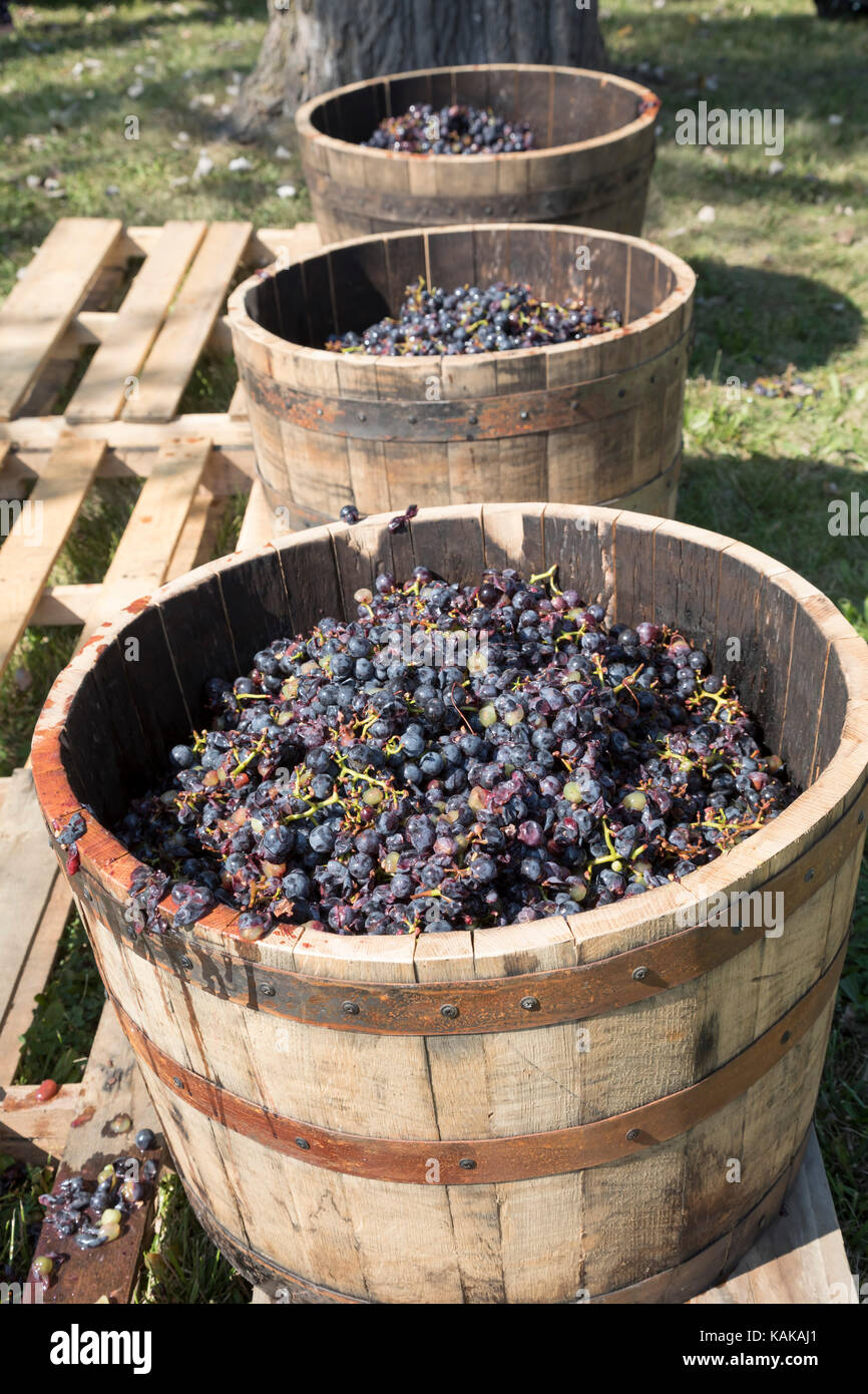 Detroit, Michigan - Barrels of grapes for a grape stomping contest at a ...