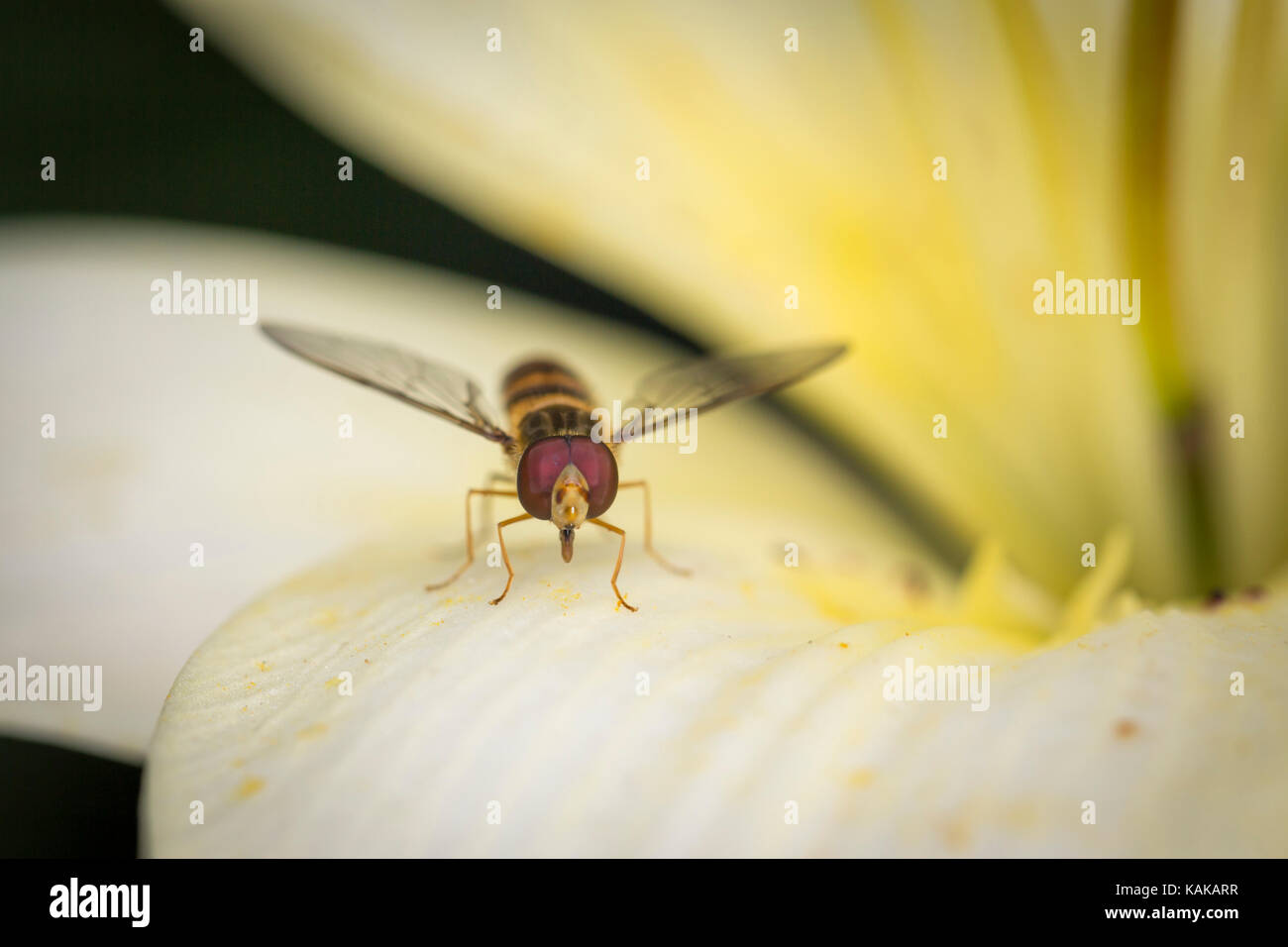Collector fly hi-res stock photography and images - Alamy